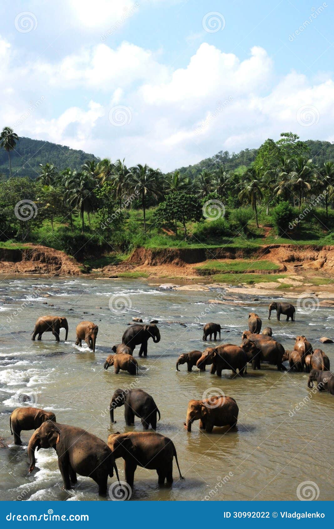 Elephants in Ceylon stock photo. Image of river, island - 30992022