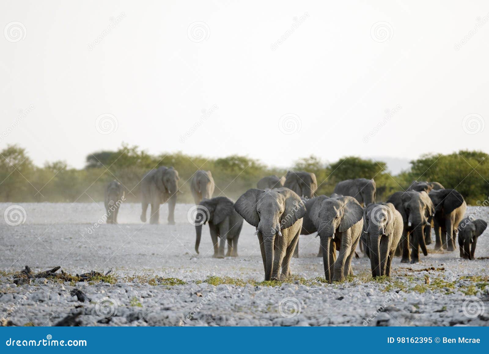 Elephant herd stock image. Image of tanzania, african - 98162395