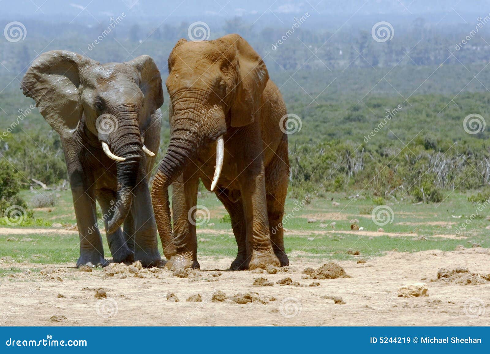 Elephants communicating stock image. Image of game, nose - 5244219