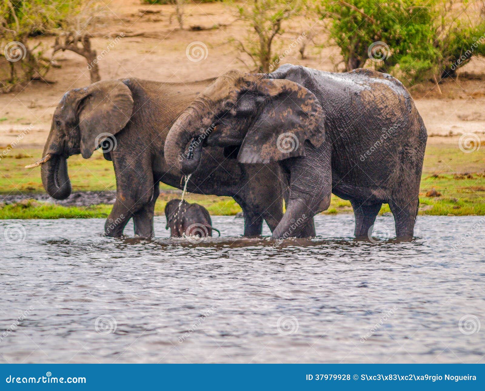 Elephants with cub stock photo. Image of animal, back - 37979928