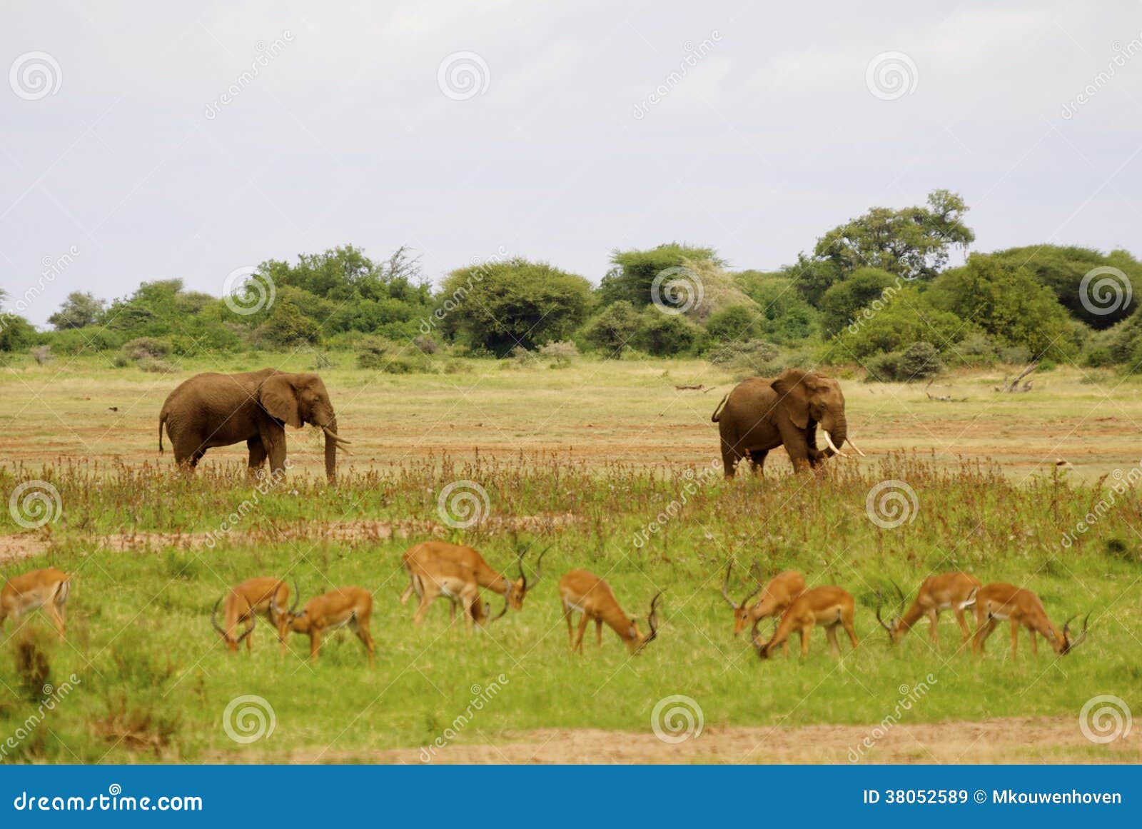 Elephants and deer stock image. Image of landscape, africa - 38052589