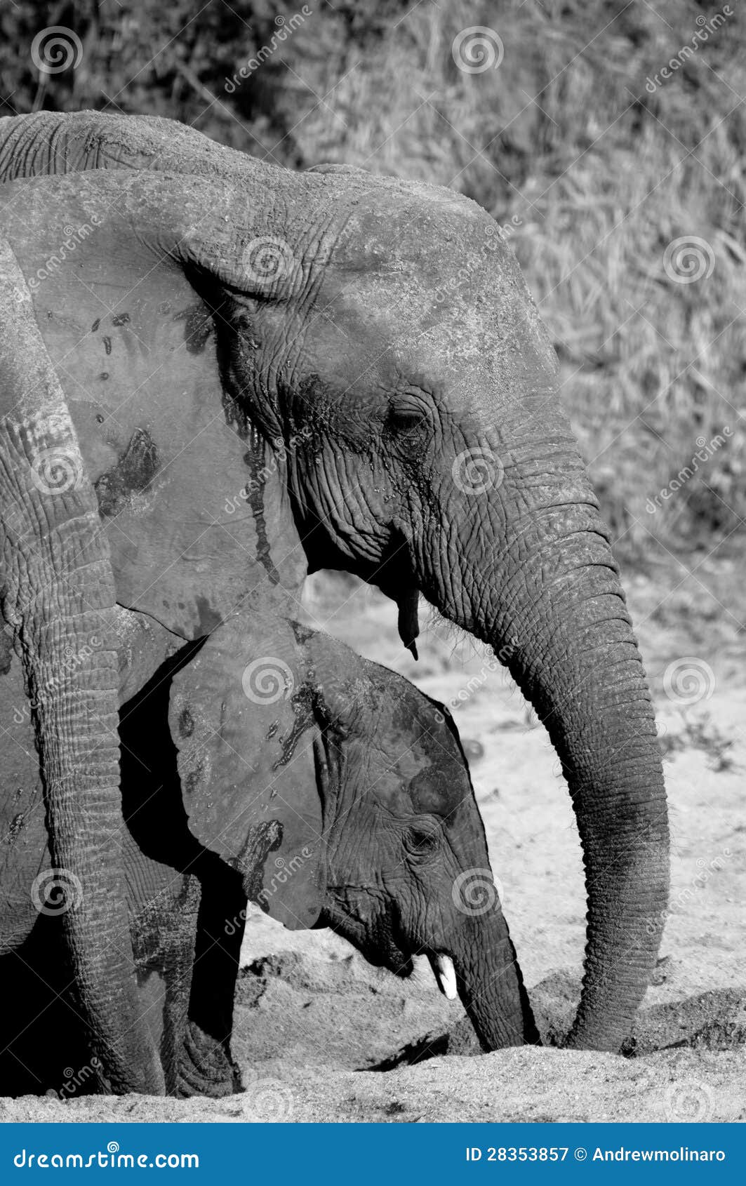 Elephants Drinking from Dry River Bed Stock Image - Image of holiday ...