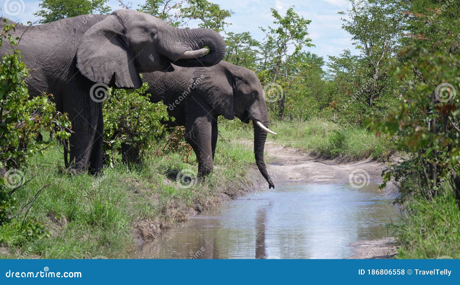 Elephants Drinking Water from a Puddle Stock Photo - Image of natural ...