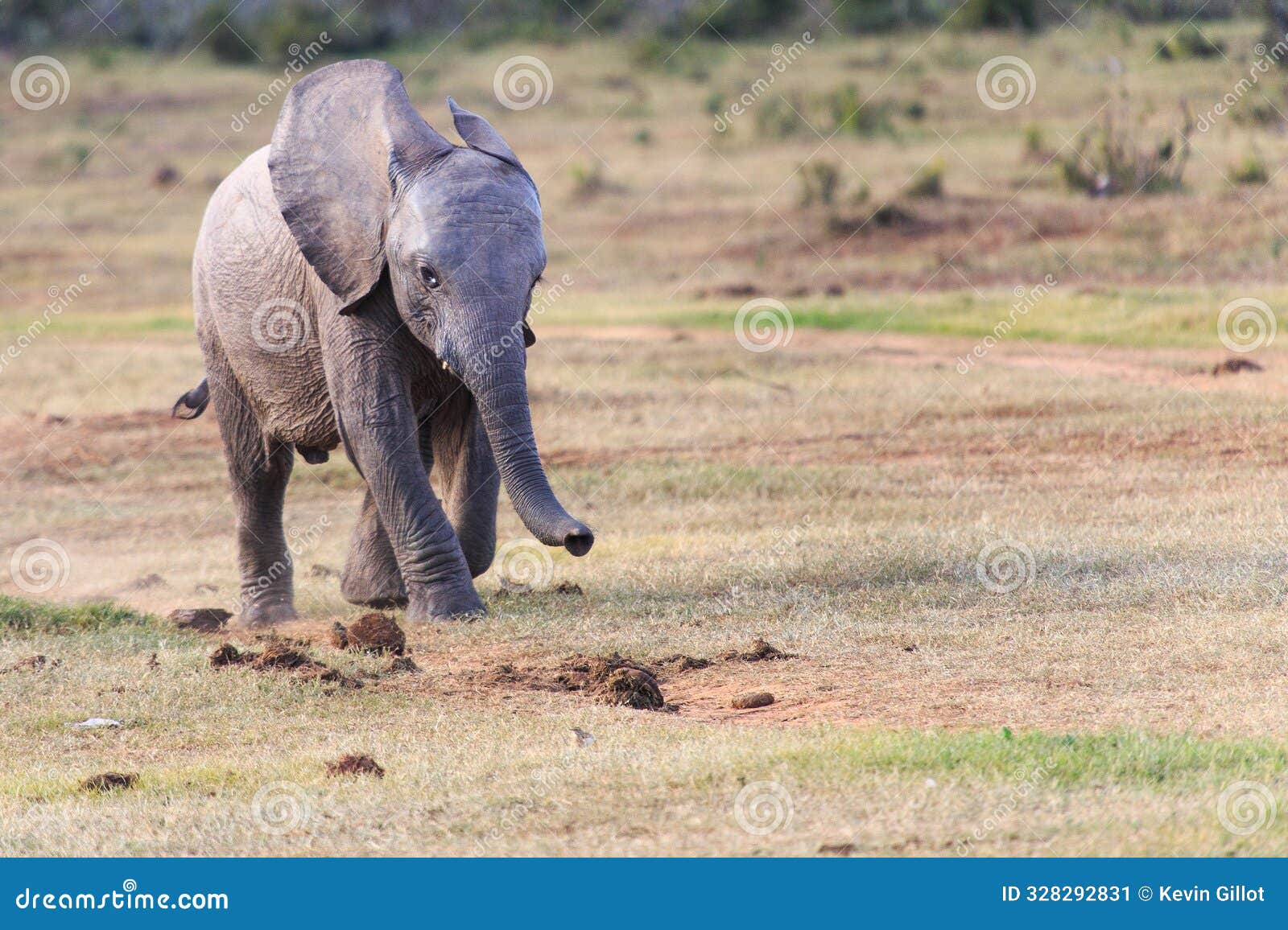 Young elephant running stock image. Image of africana - 328292831