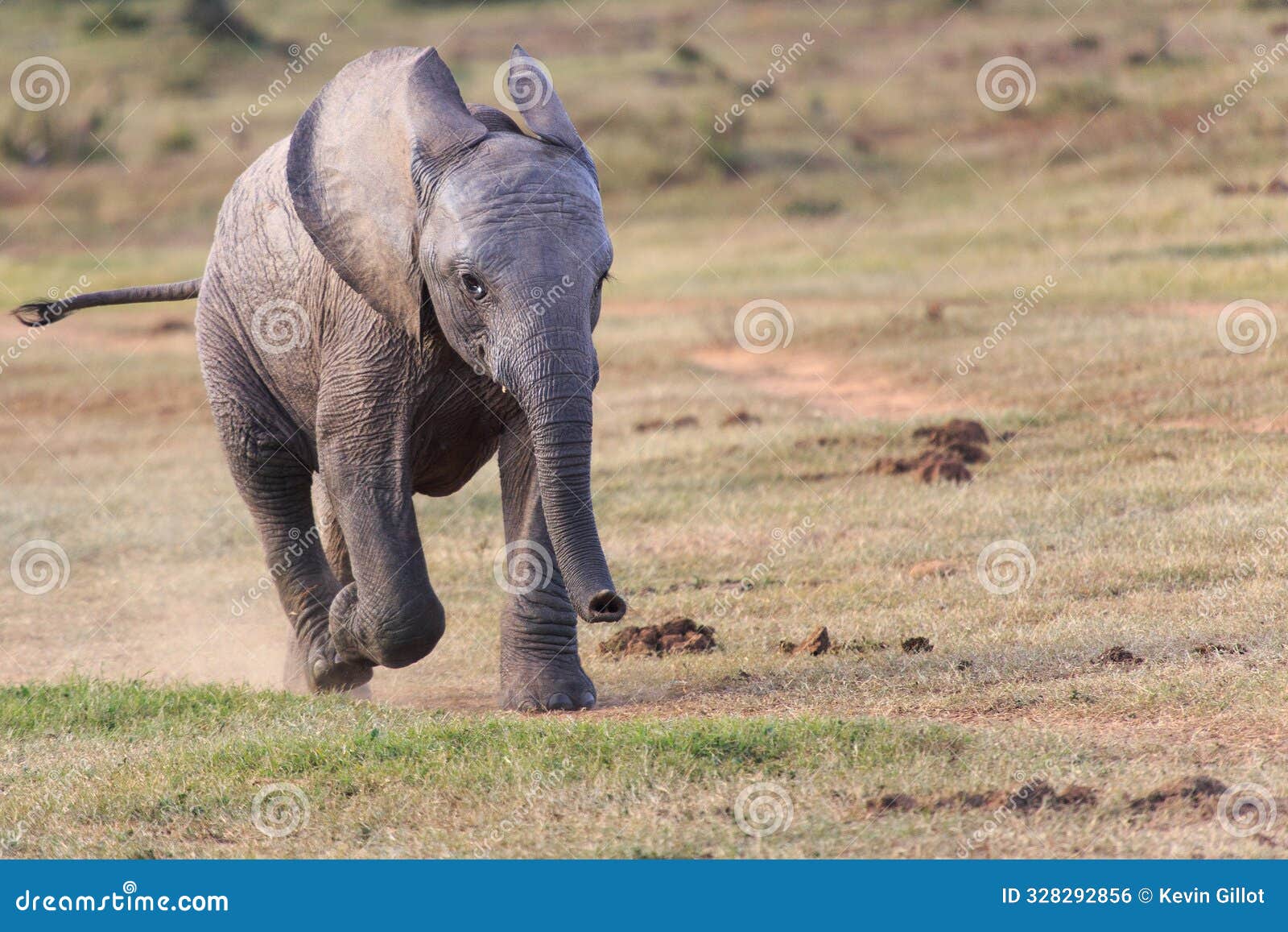 Young elephant running stock photo. Image of tusk, walking - 328292856