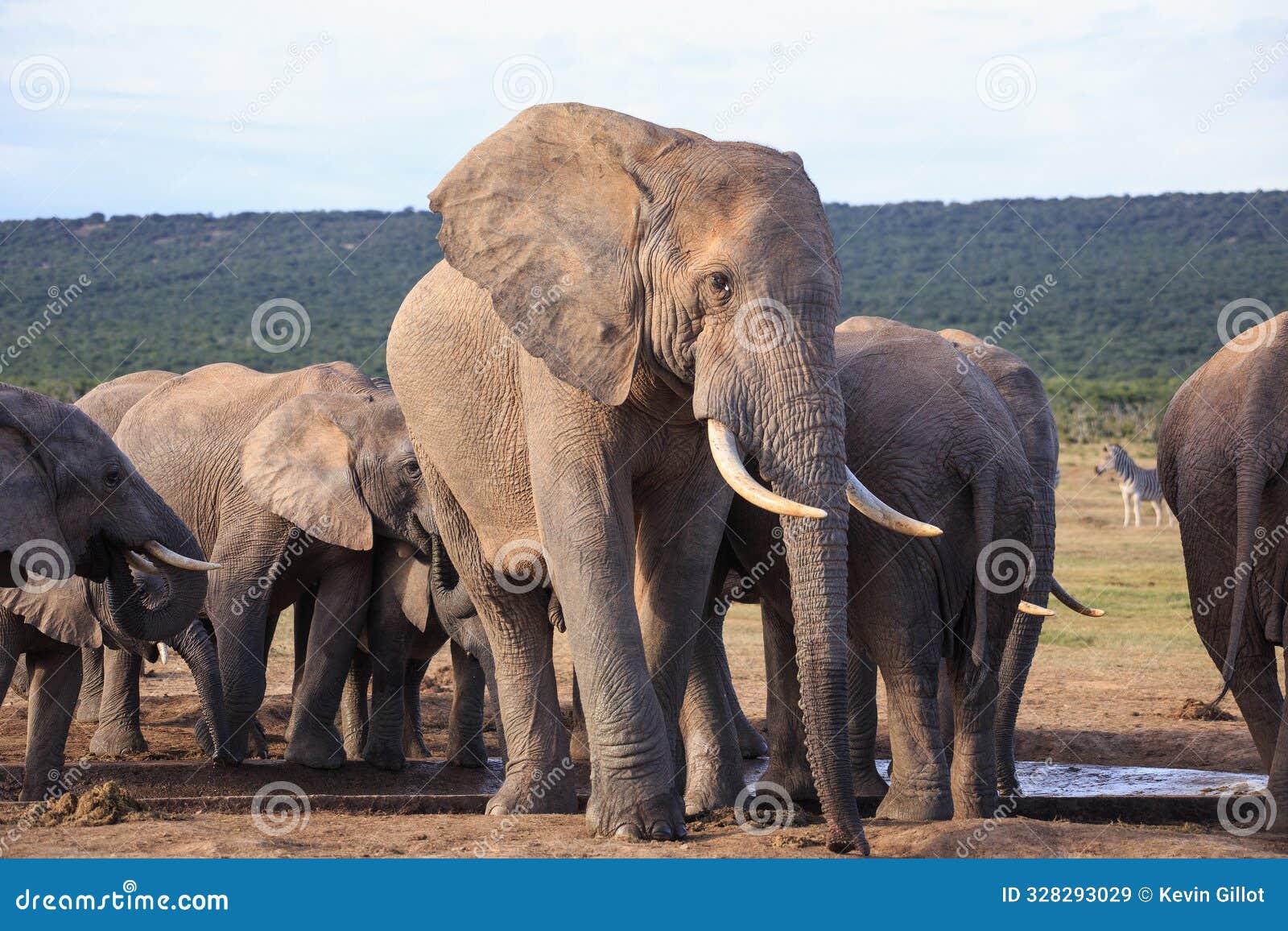 Elephants Drinking at Waterhole Stock Image - Image of africa, wildlife ...