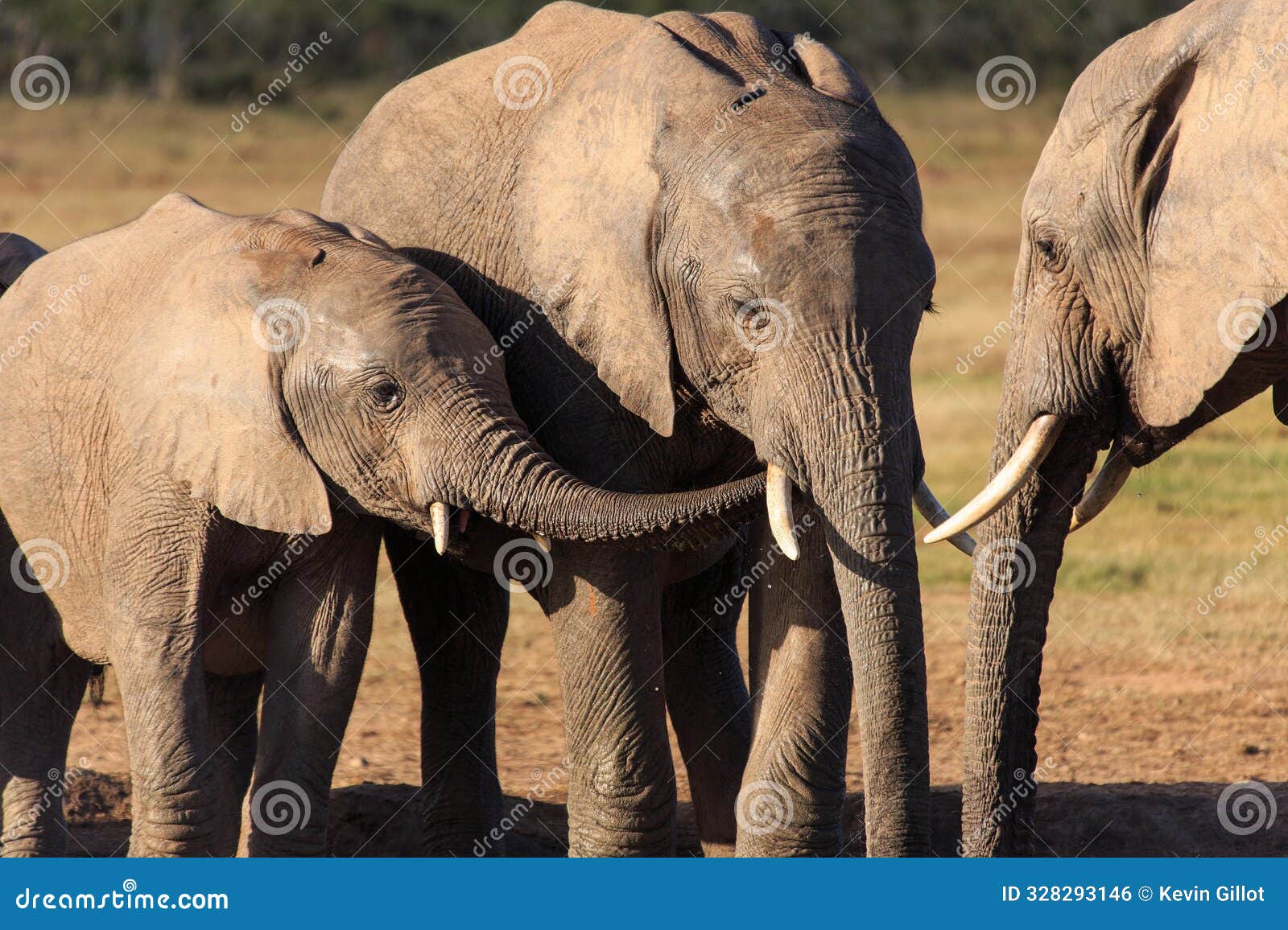 Elephants Drinking at Waterhole Stock Photo - Image of walking ...