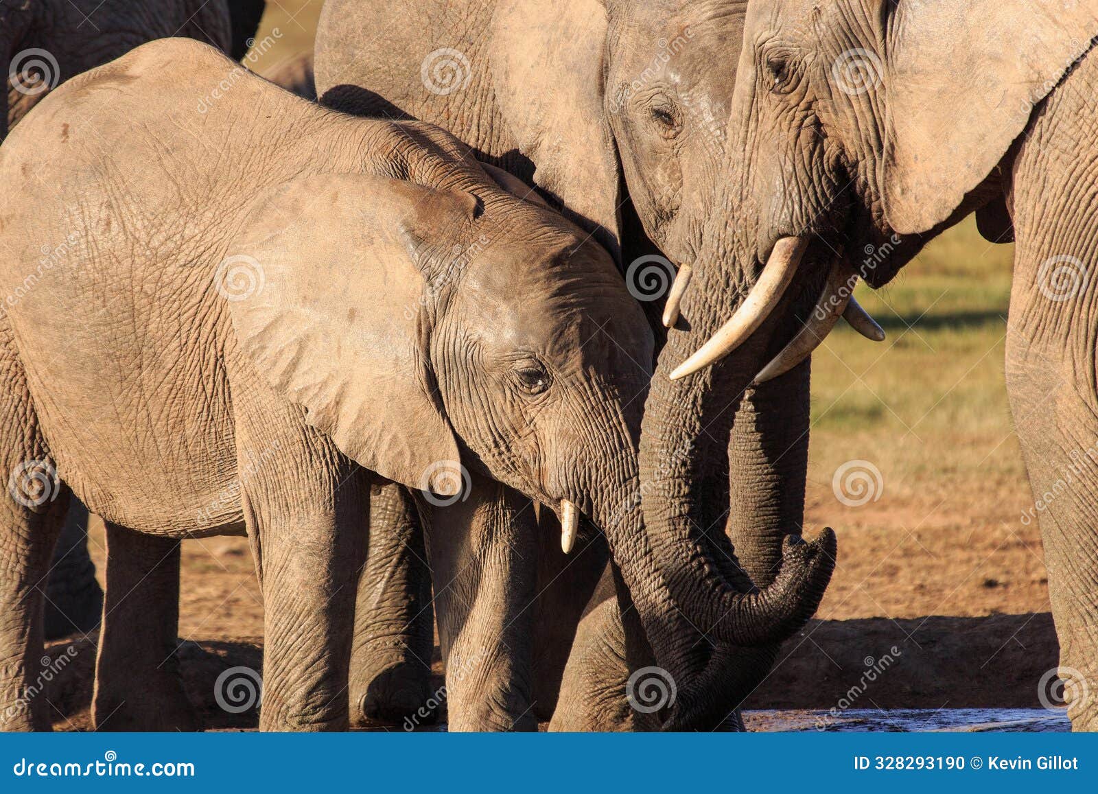 Elephants Drinking at Waterhole Stock Photo - Image of ears ...