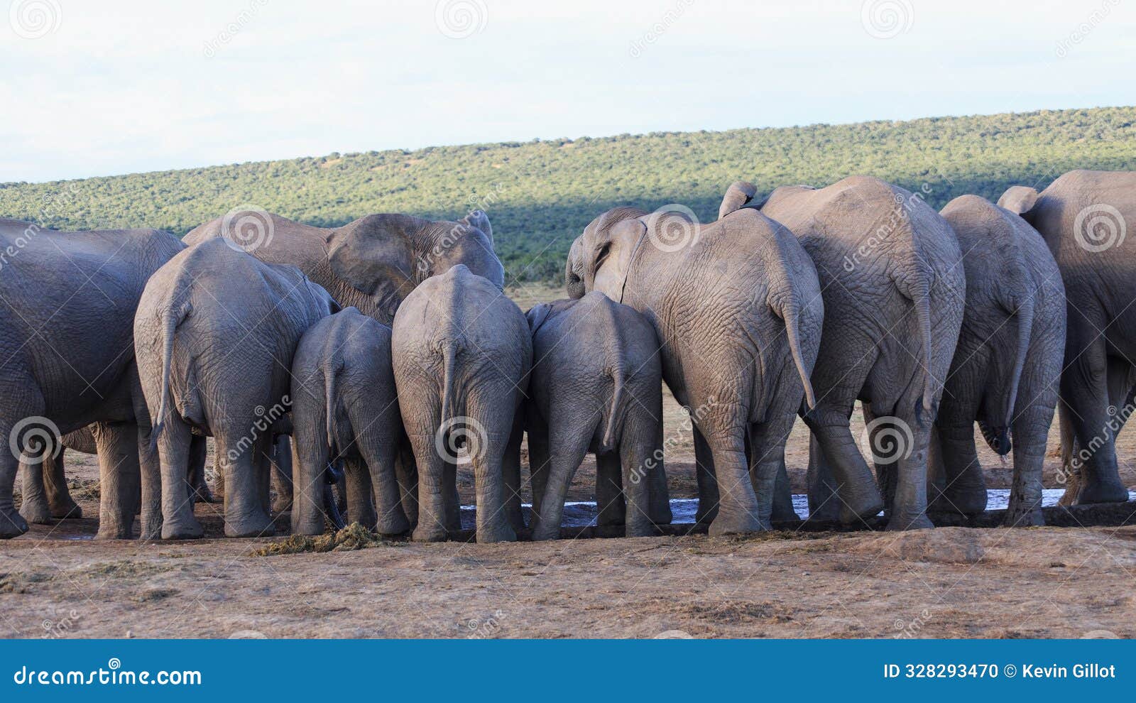 Elephants Drinking at Waterhole Stock Photo - Image of african, tusks ...