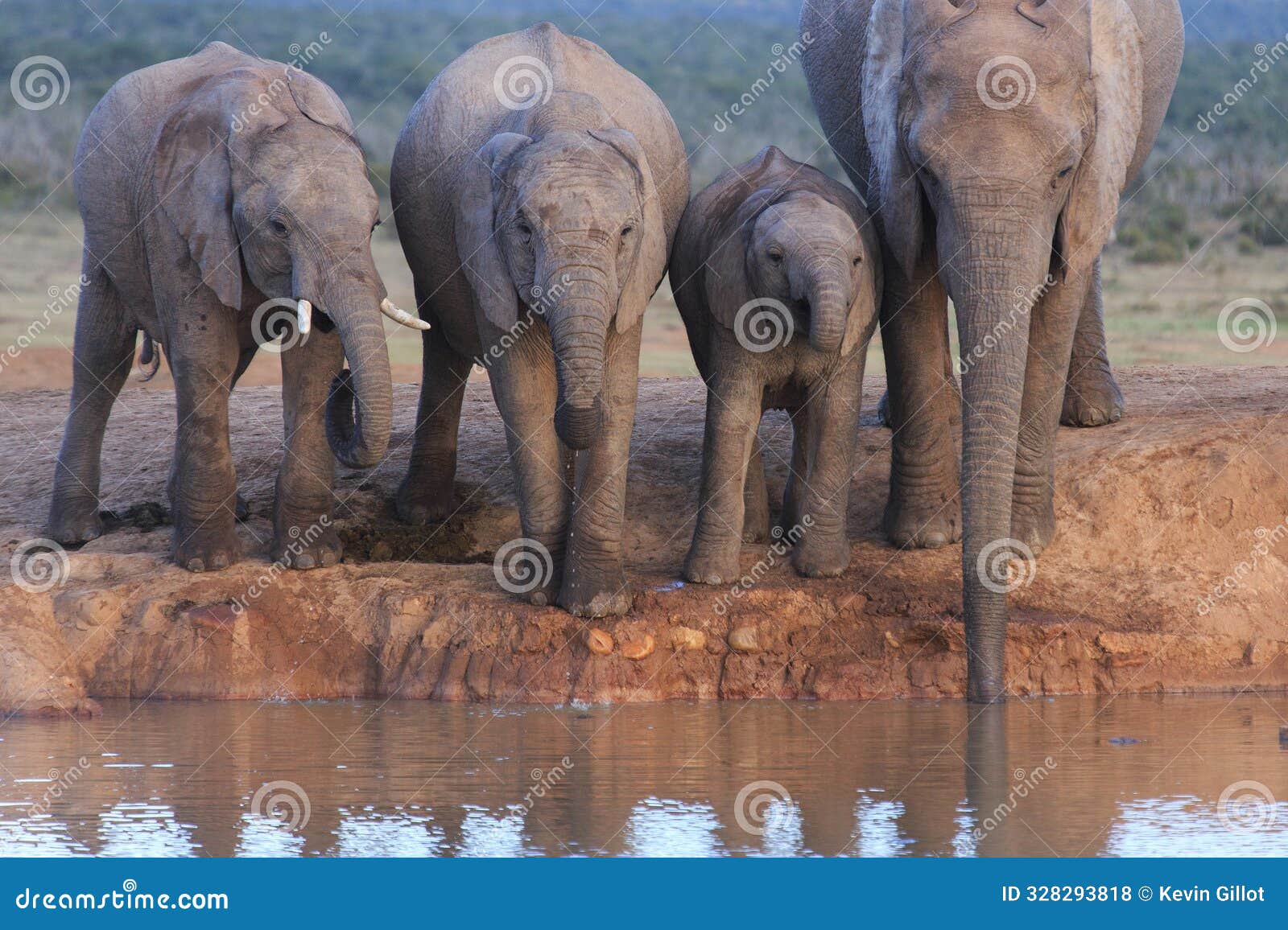Elephants Drinking at Waterhole Stock Photo - Image of animal ...