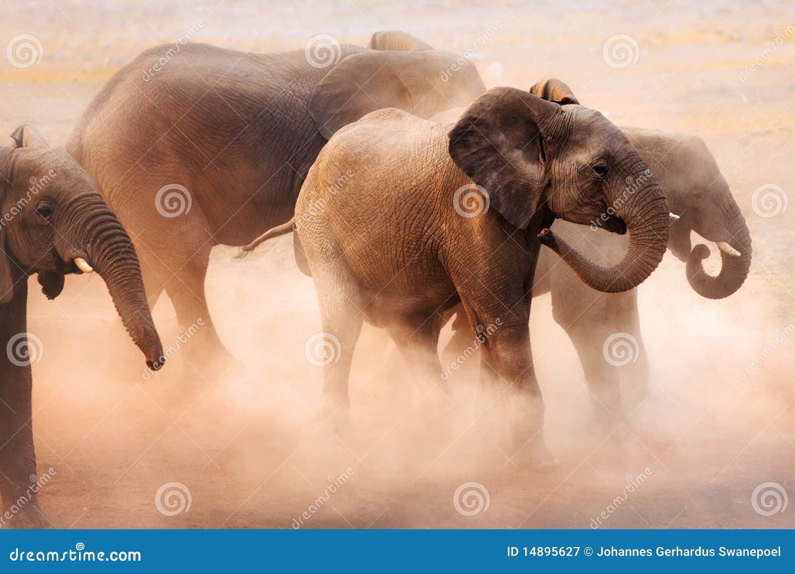 Elephants in dust stock image. Image of namibia, commotion - 14895627