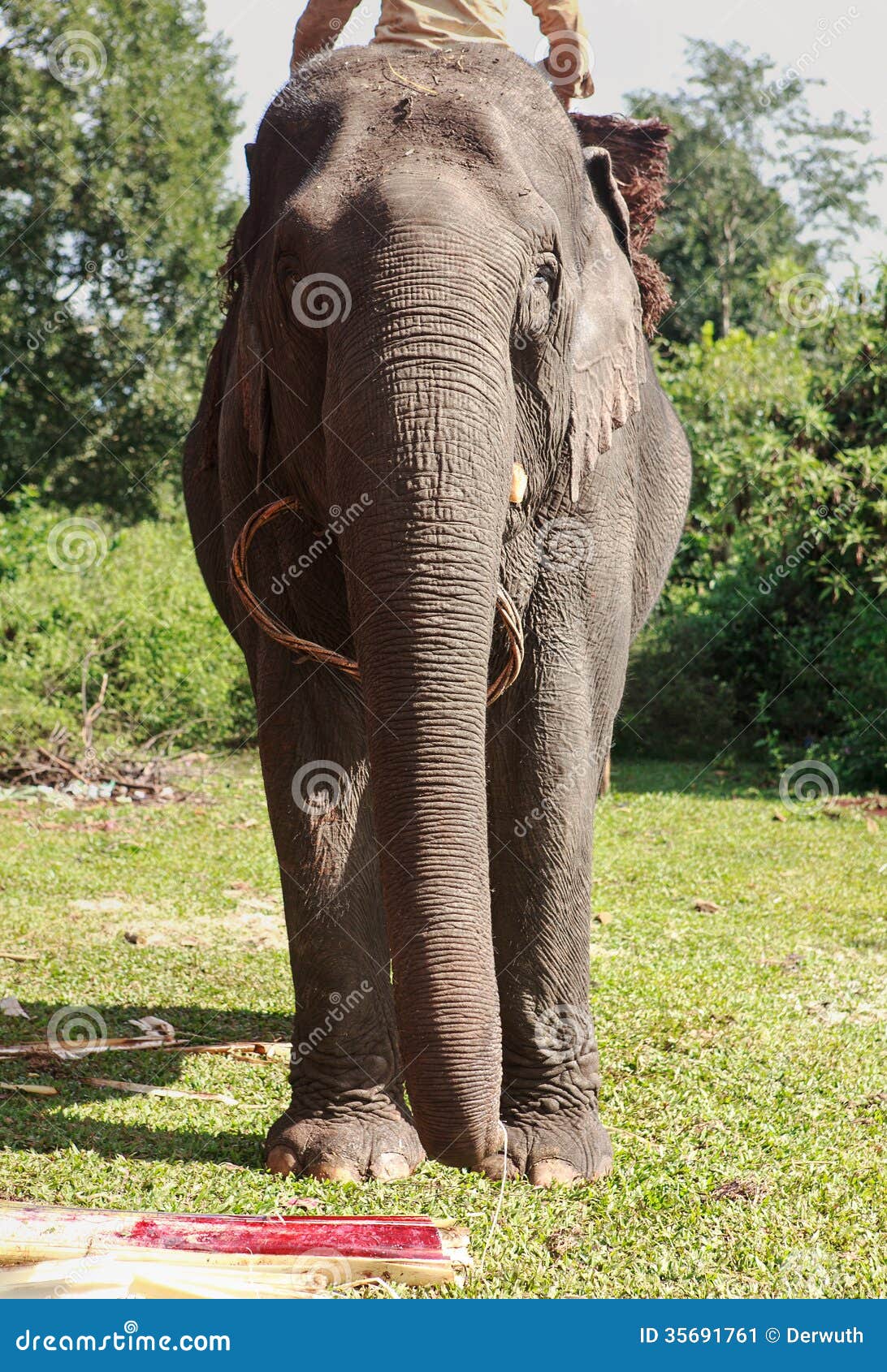 Elephants eating stock image. Image of mahout, cambodia - 35691761