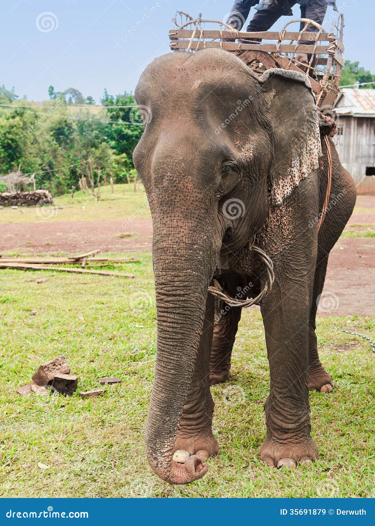 Elephants eating stock image. Image of bathing, safari - 35691879
