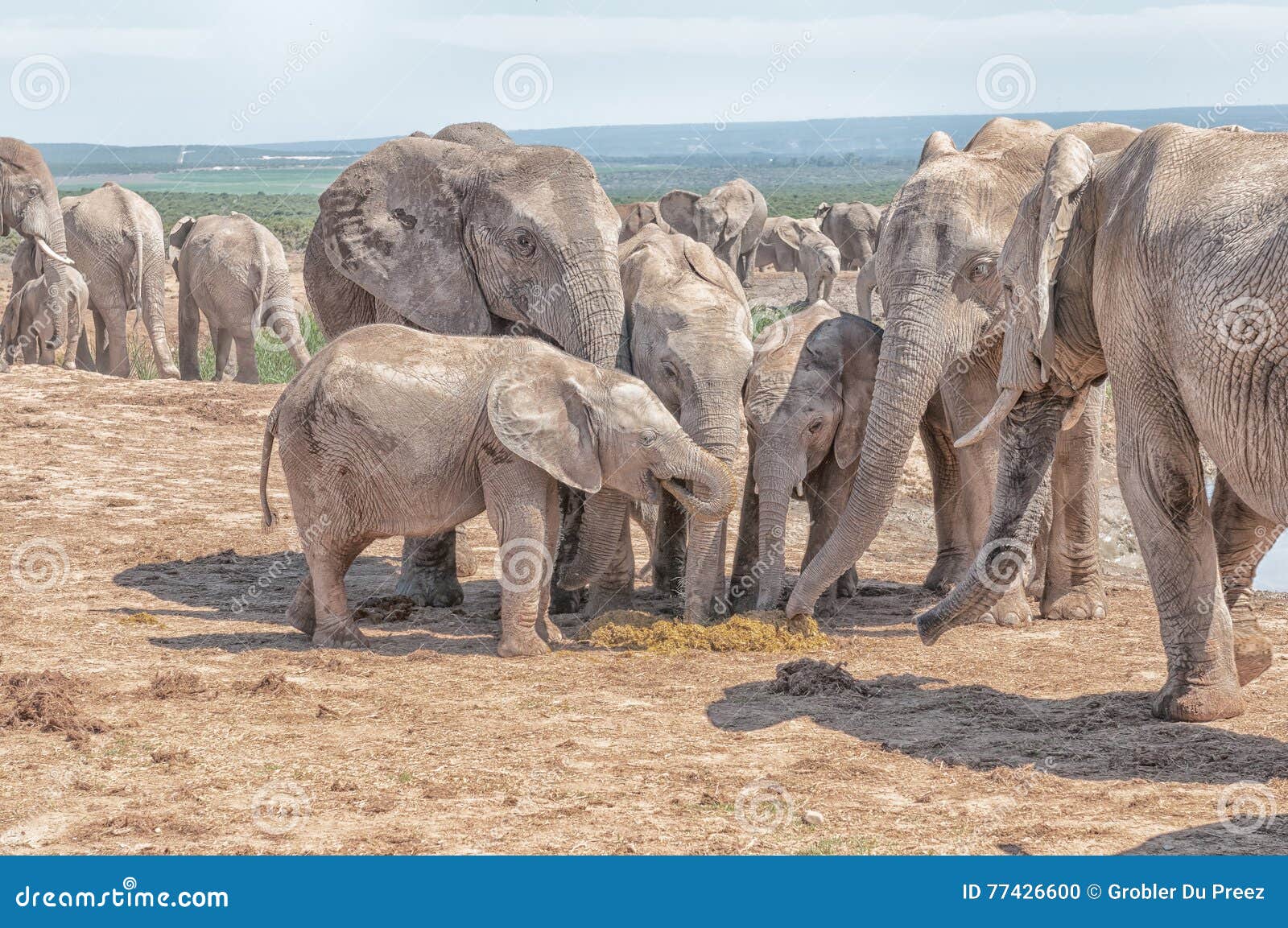 Fresh Cow Dung For Making Organic Fertilizer,too Soft Focus. Royalty ...