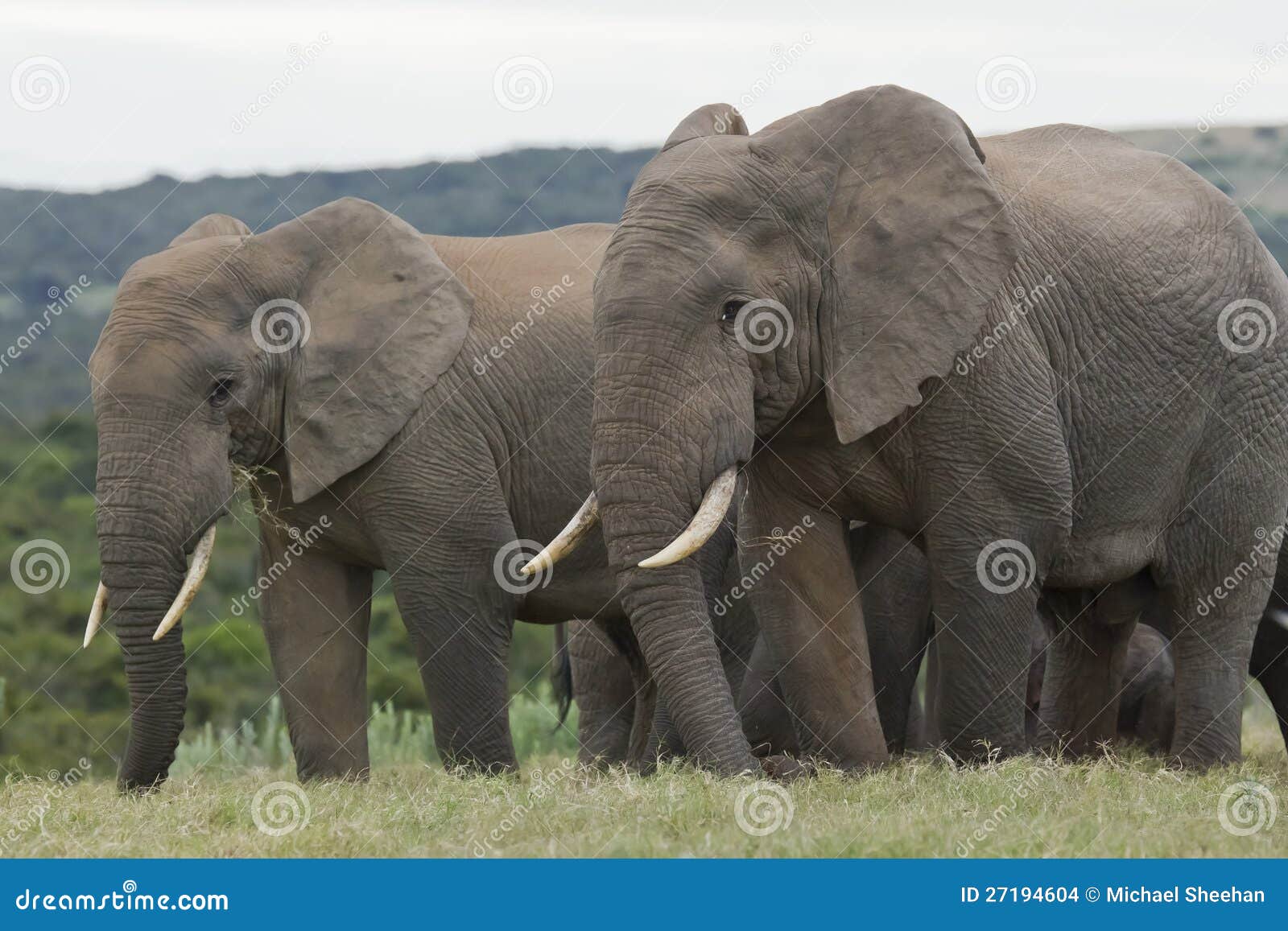 Elephants eating together stock photo. Image of endangered - 27194604