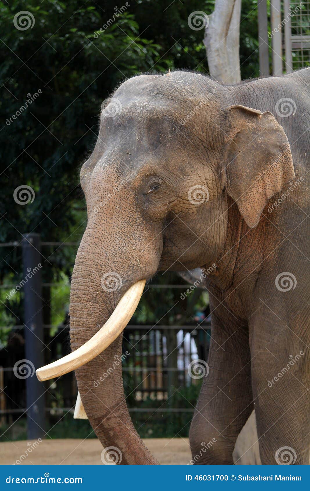 Elephants stock photo. Image of freedom, strong, elephant - 46031700