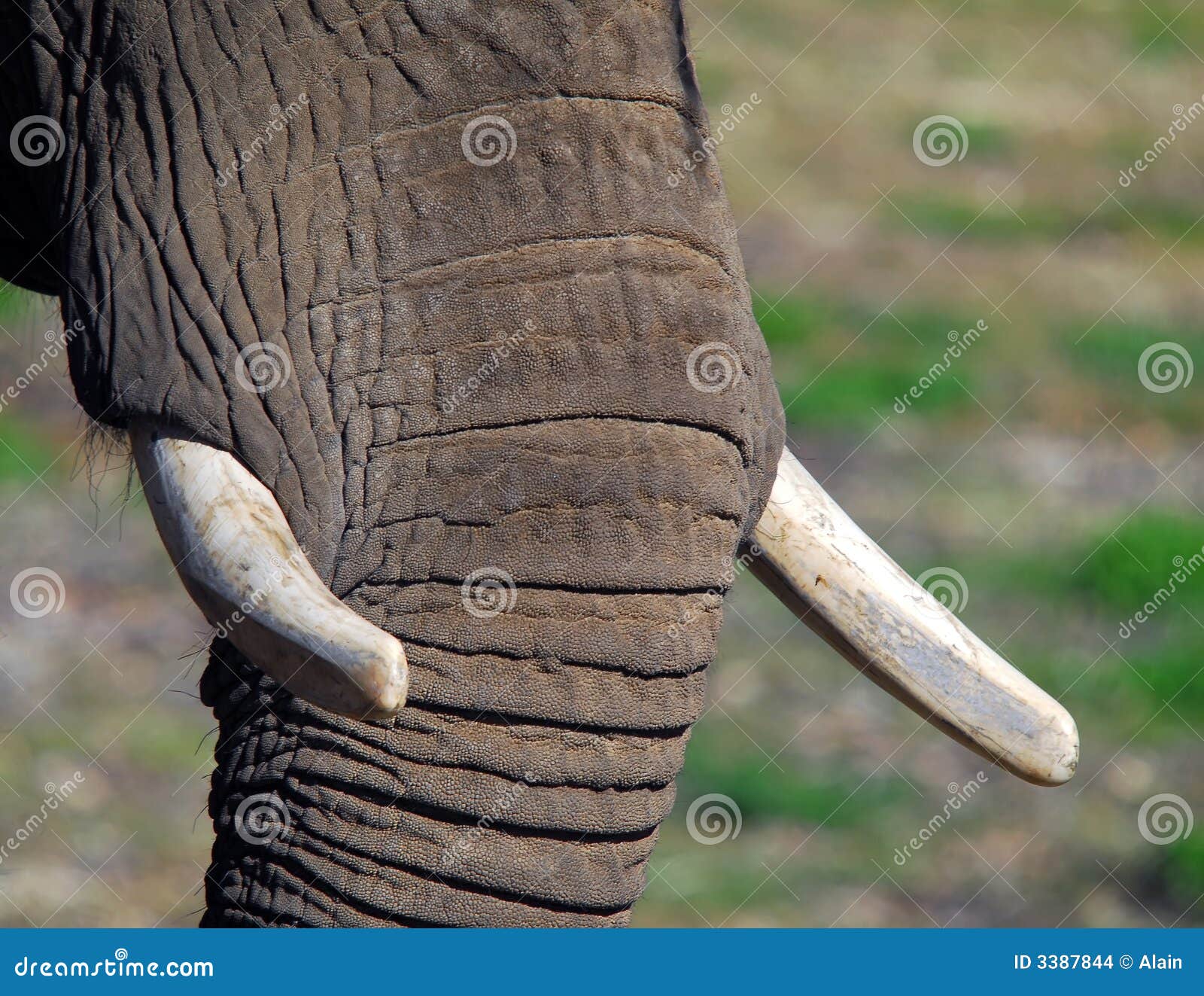 Elephants (Elephantidae) stock photo. Image of trunk, outback - 3387844