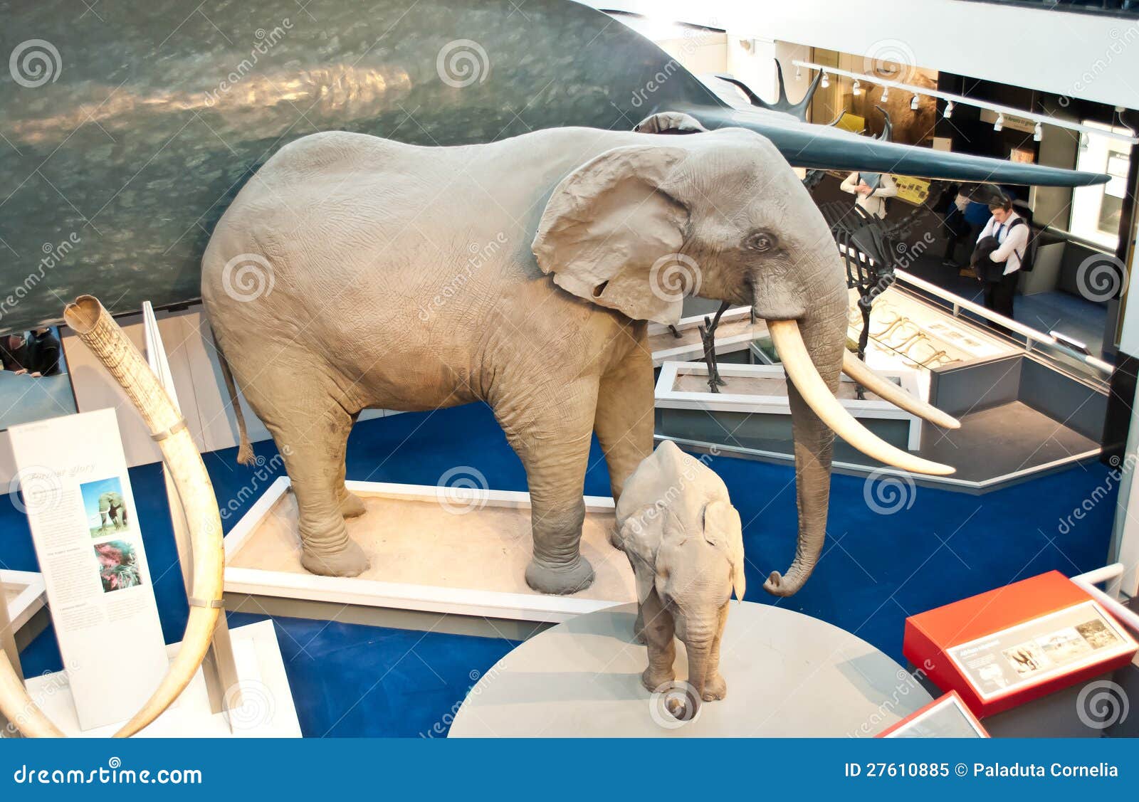 Elephants Exposed To Natural History Museum Editorial Image - Image of ...