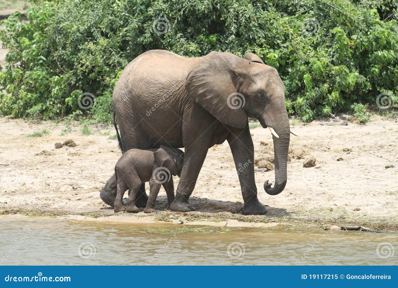 Elephants family stock image. Image of vacation, bush - 19117215