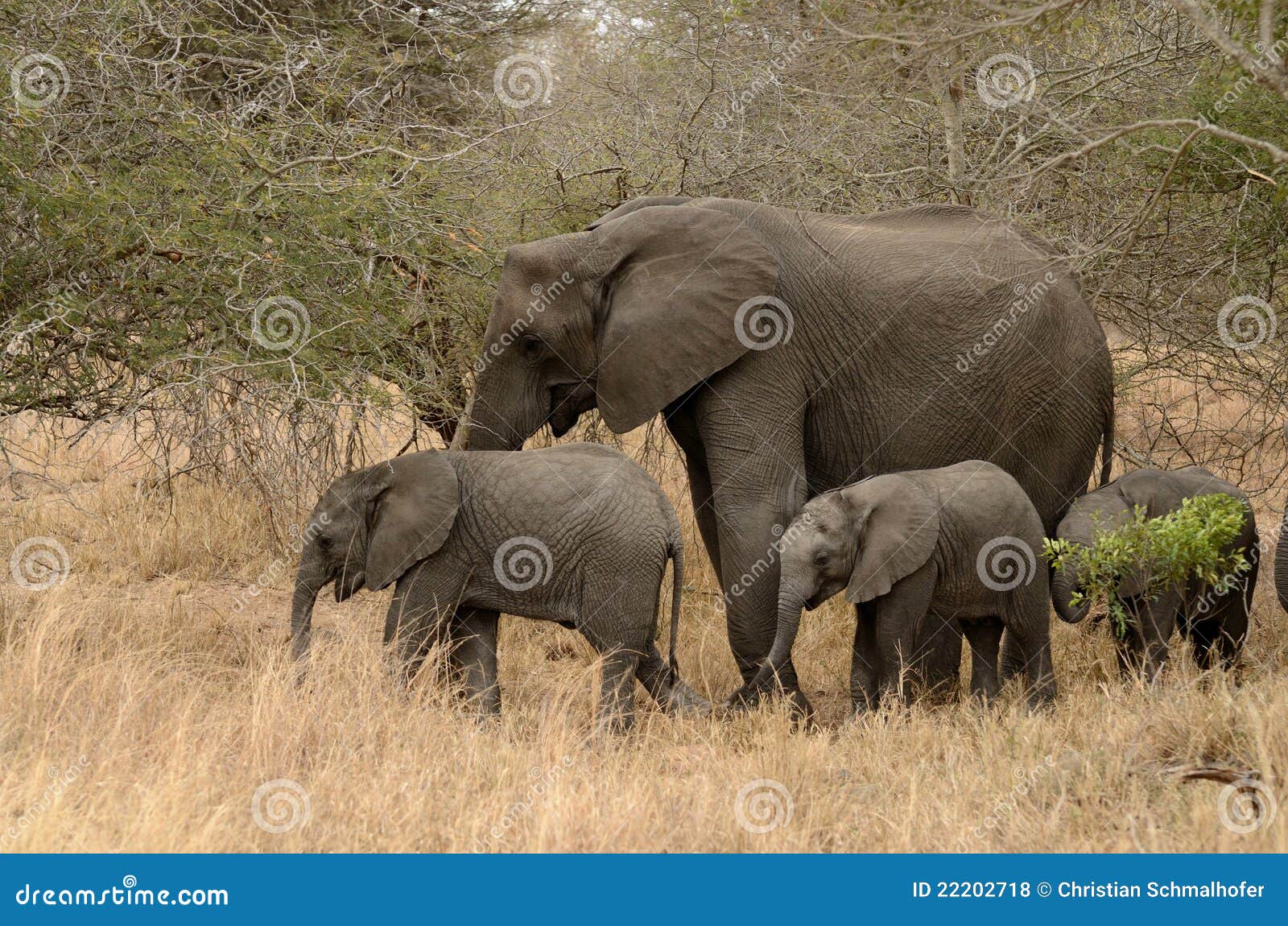 Elephants Family stock photo. Image of water, loxodonta - 22202718