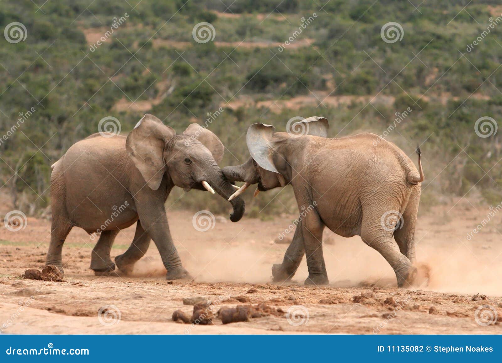 Elephants Fighting stock photo. Image of male, anger - 11135082
