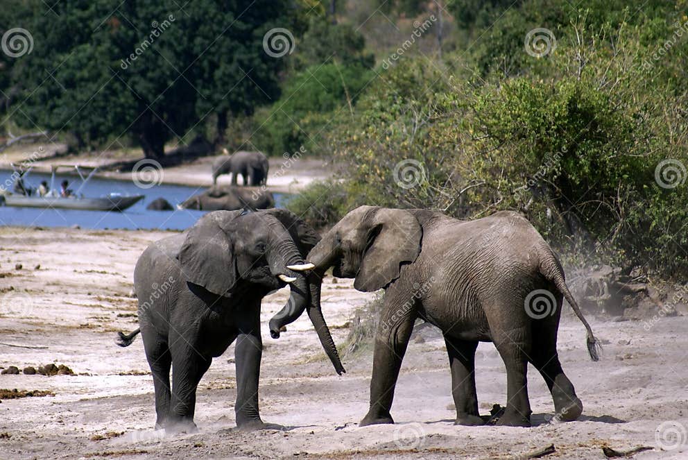 Elephants fighting stock photo. Image of active, families - 19919480