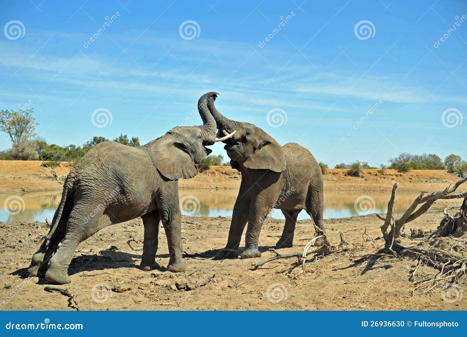 Elephants Fighting stock photo. Image of elephants, africana - 26936630