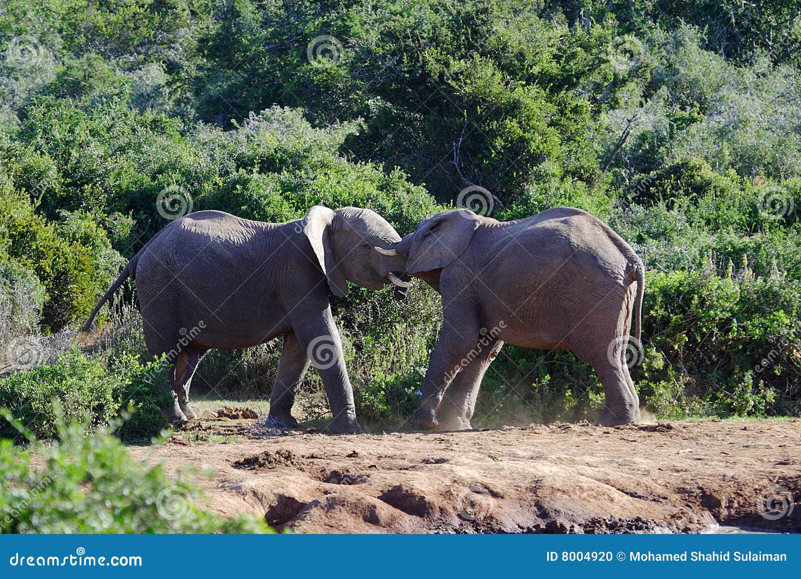 Elephants fighting stock photo. Image of elephant, trunk - 8004920