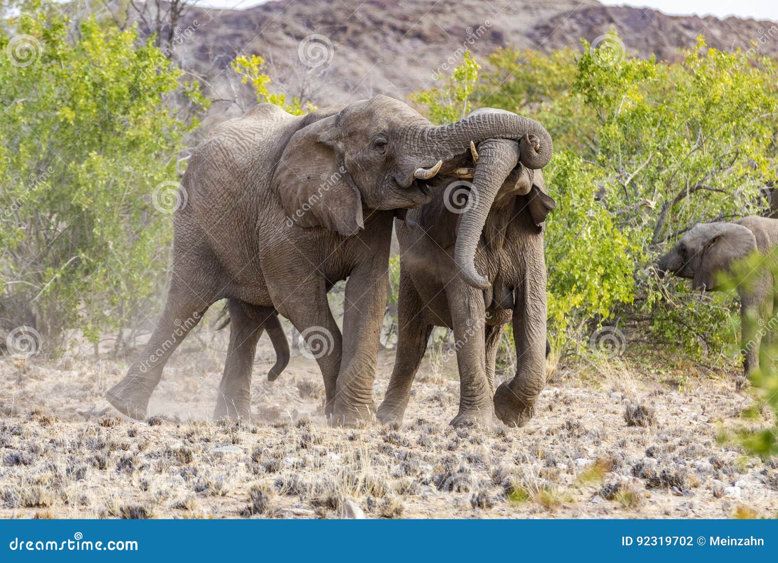 Elephants Fighting in the Etosha National Park Stock Photo - Image of ...