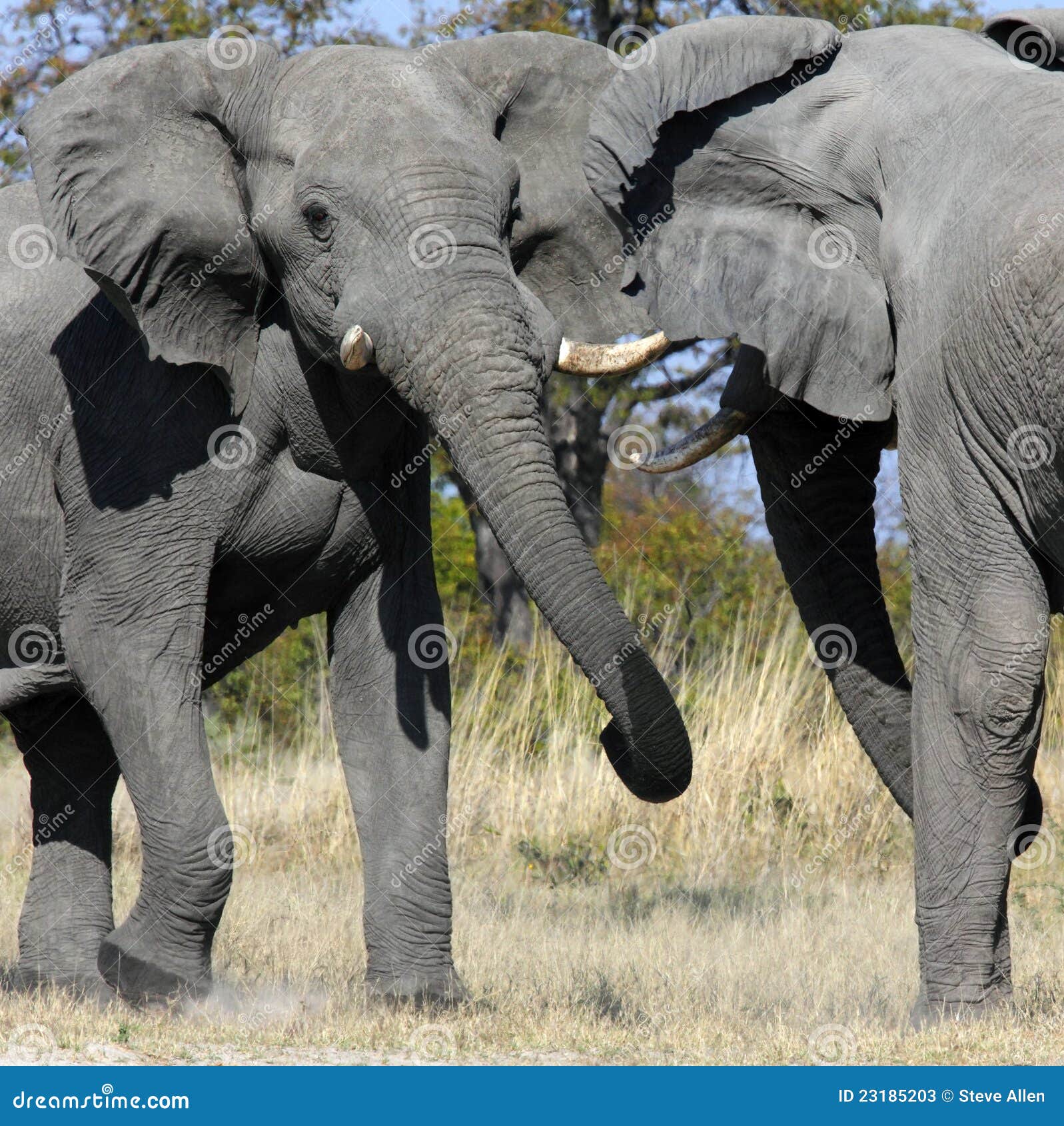 Elephants Fighting - Savuti - Botswana Stock Image - Image of mammal ...