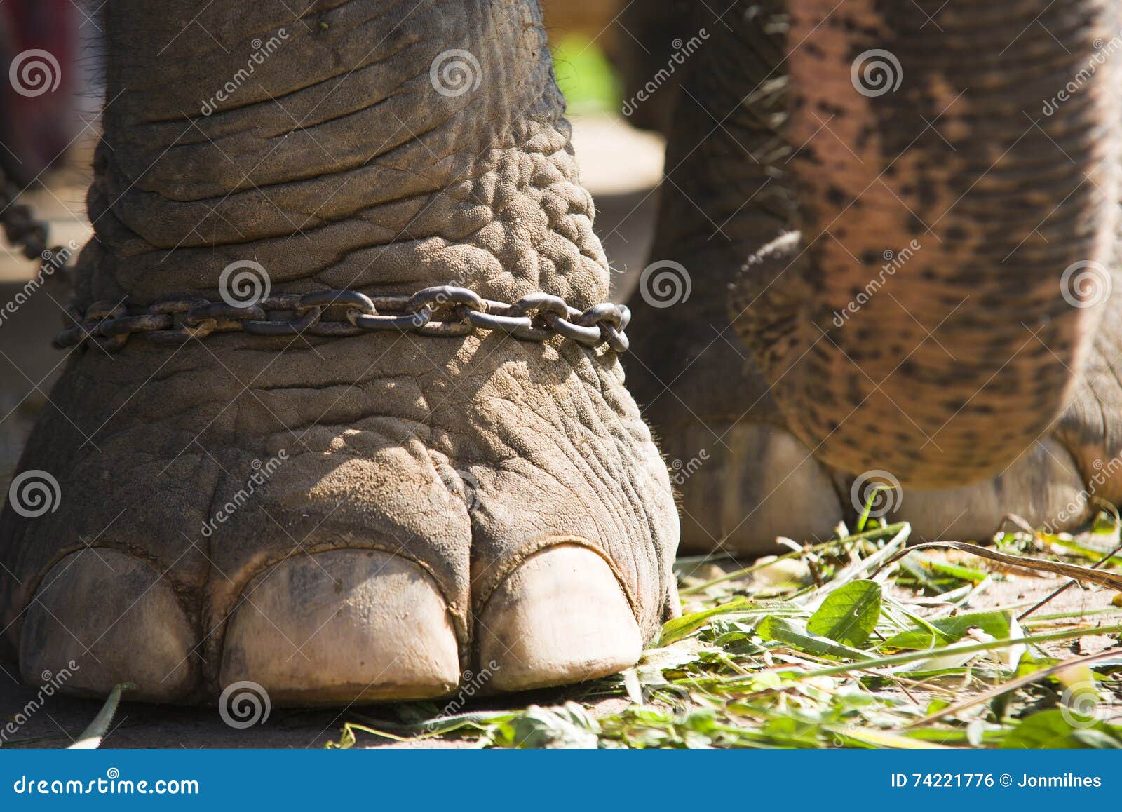 Elephants foot in chains stock photo. Image of animal - 74221776