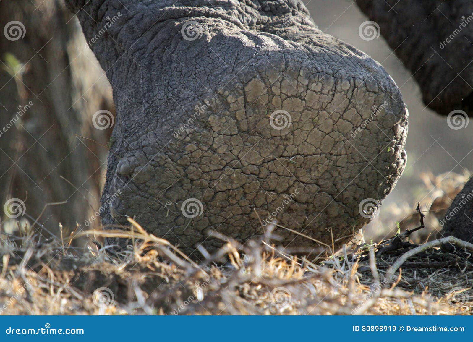 Elephants foot stock image. Image of herd, texture, african - 80898919