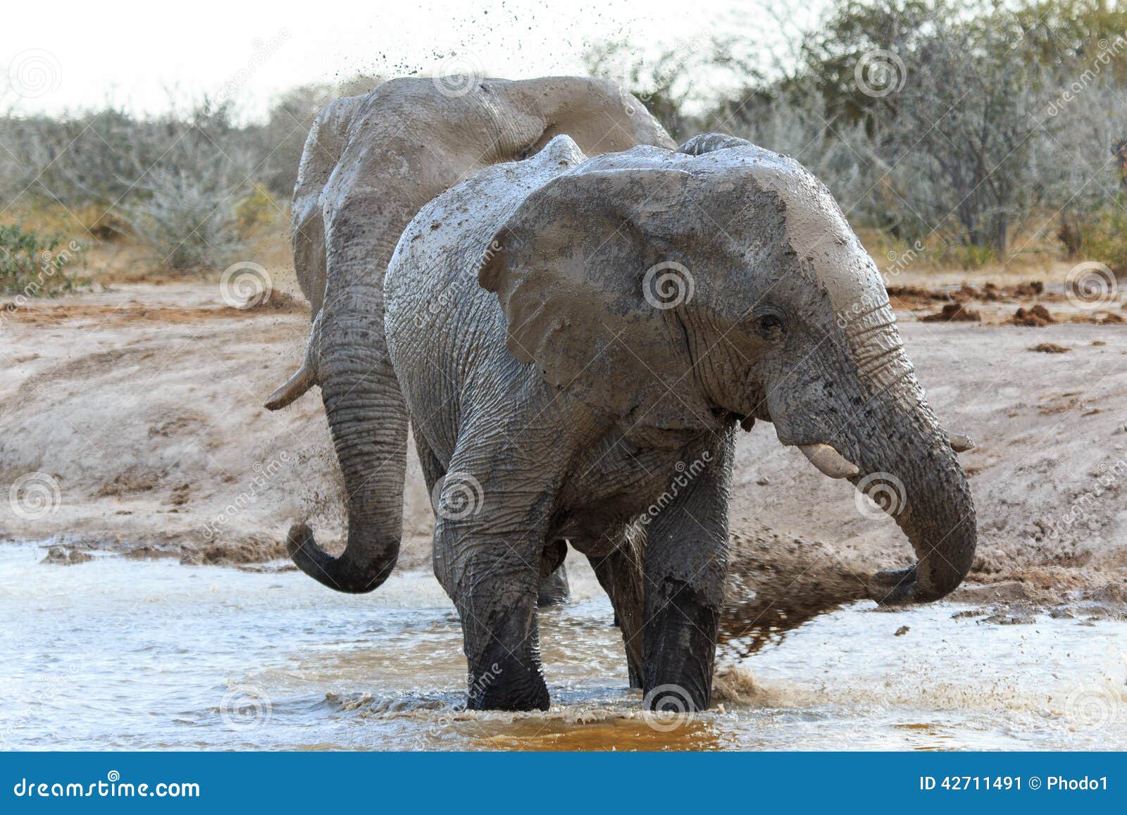 Elephants getting muddy stock image. Image of grey, mammals - 42711491