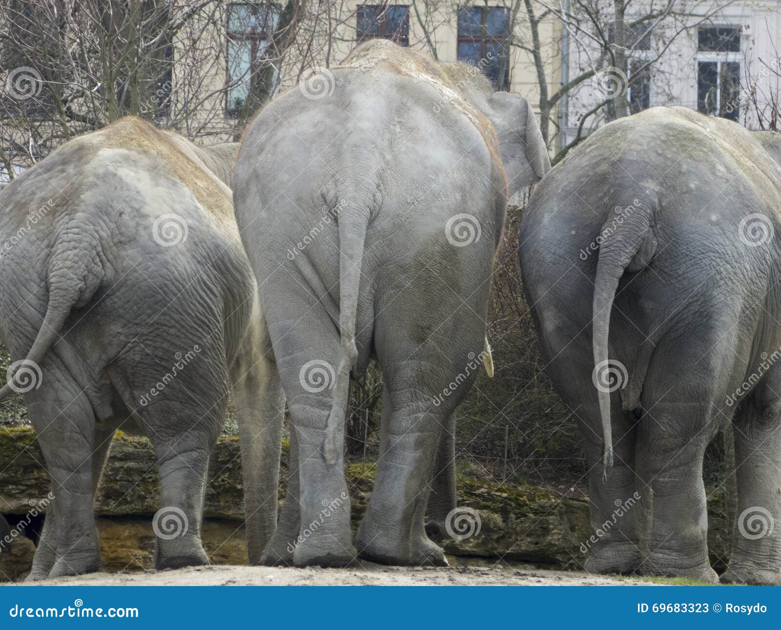 Elephants Group from Behind Stock Image - Image of asian, elephants ...