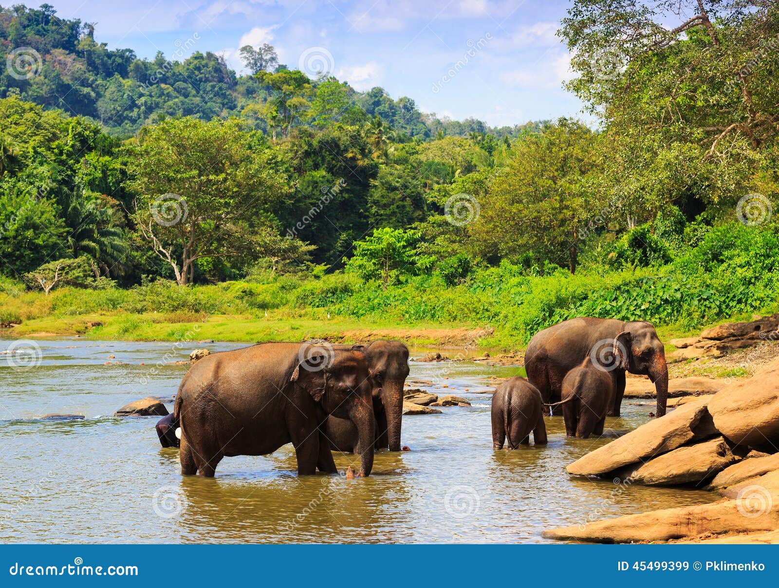 Elephants group stock image. Image of tourism, wild, lake - 45499399