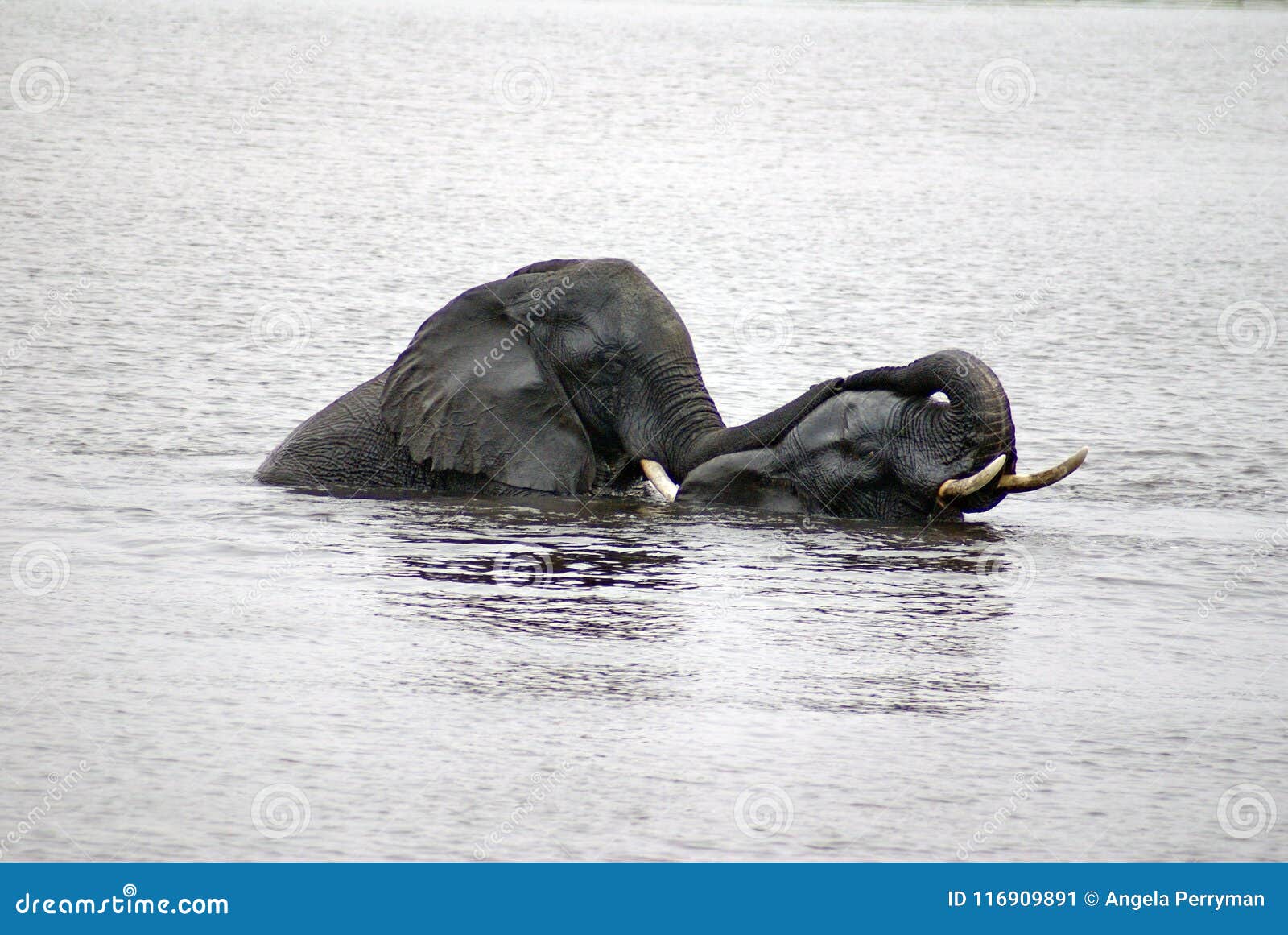 Elephants Having Sex In The River Stock Image Image Of Reproduction Botswana 116909891