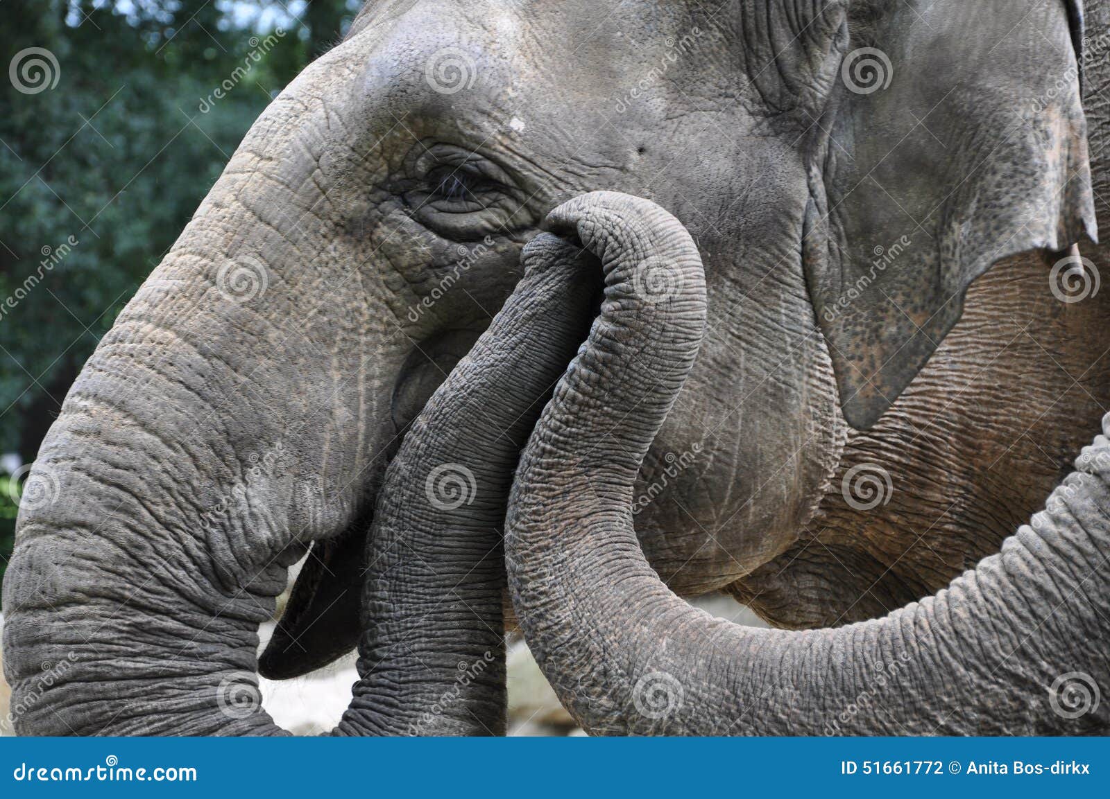 Elephants holding trunks stock photo. Image of elephant - 51661772