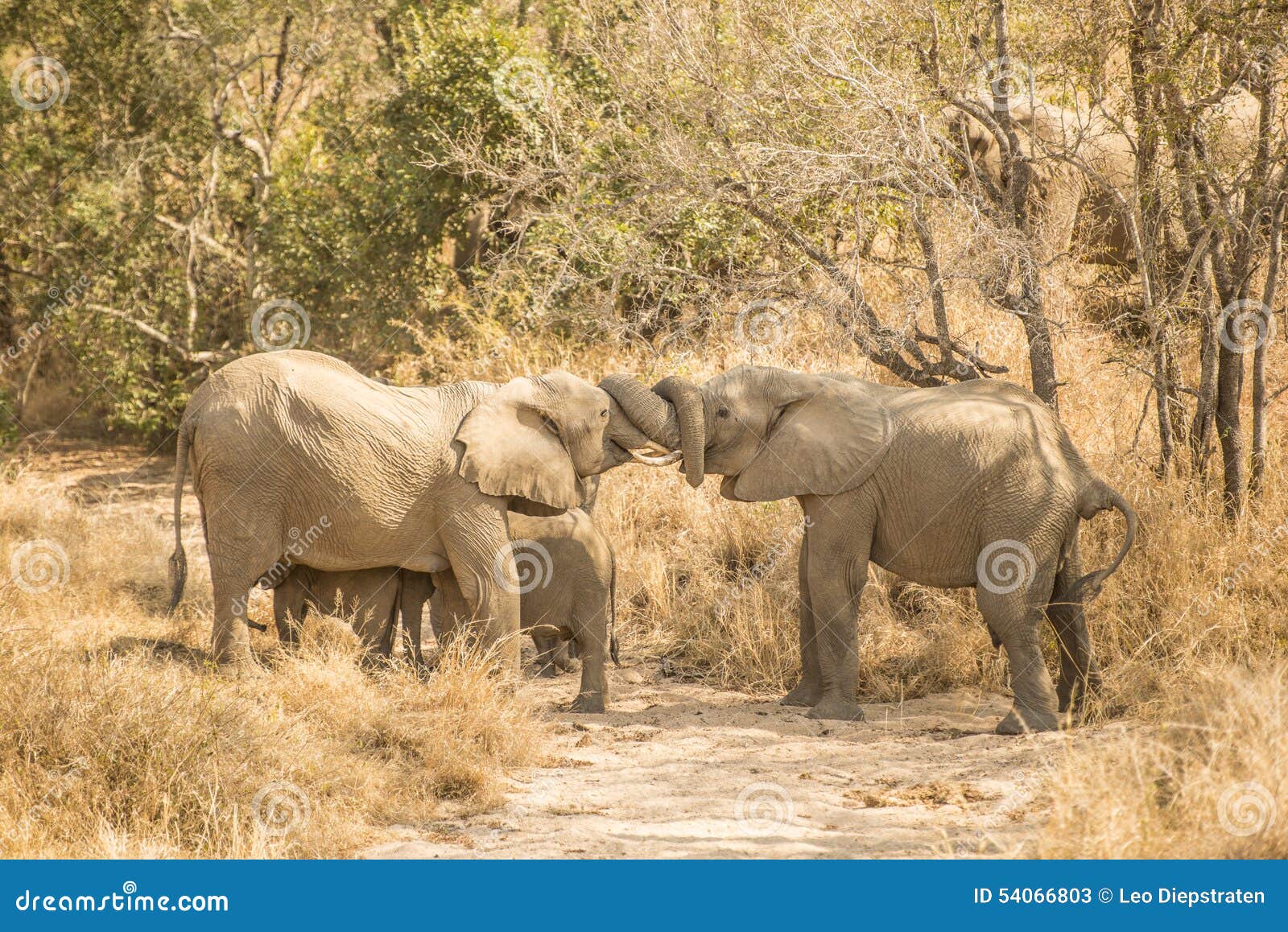 Elephants is a hug stock image. Image of africa, hugging - 54066803