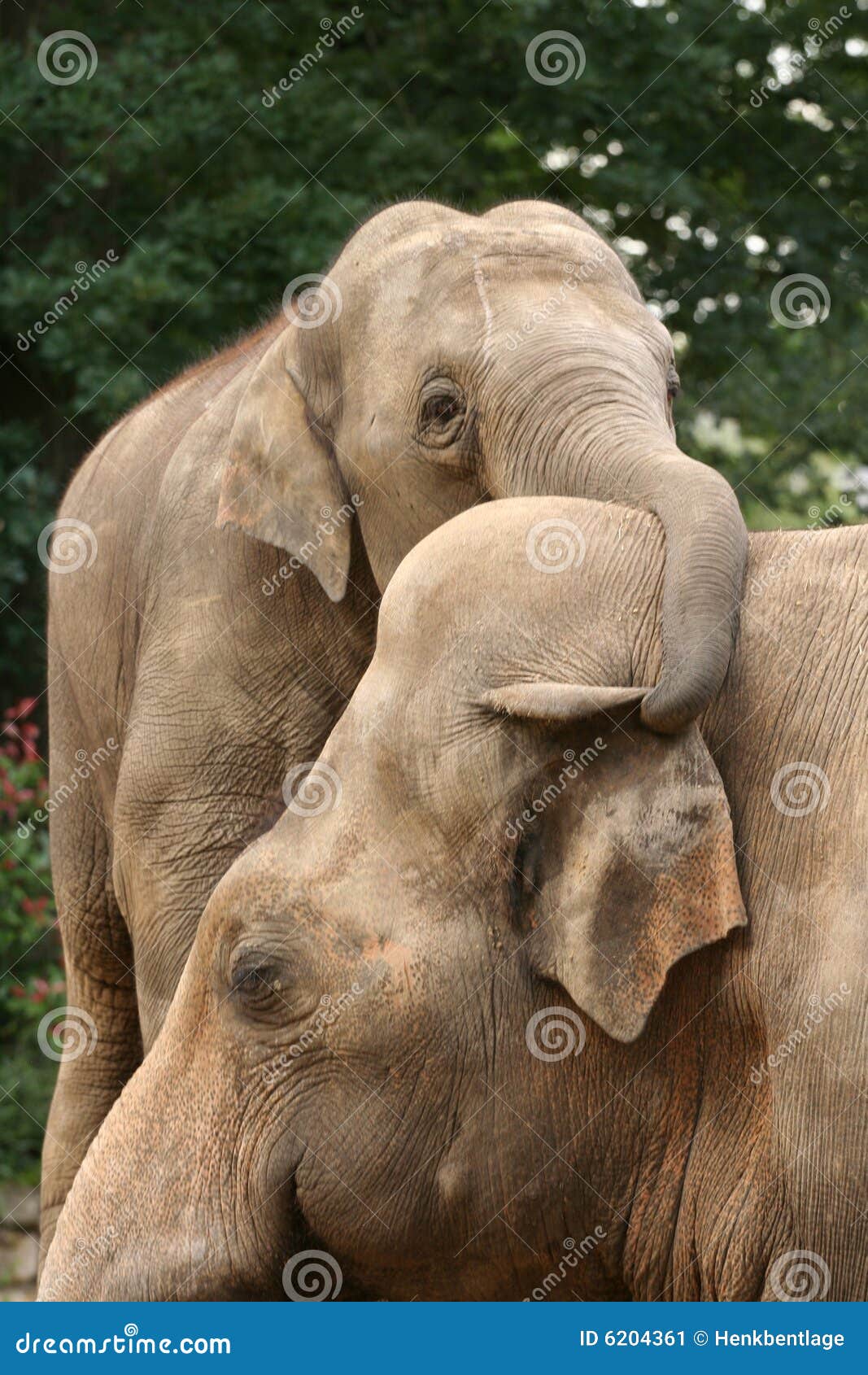 Elephants hugging stock image. Image of holding, elephant - 6204361
