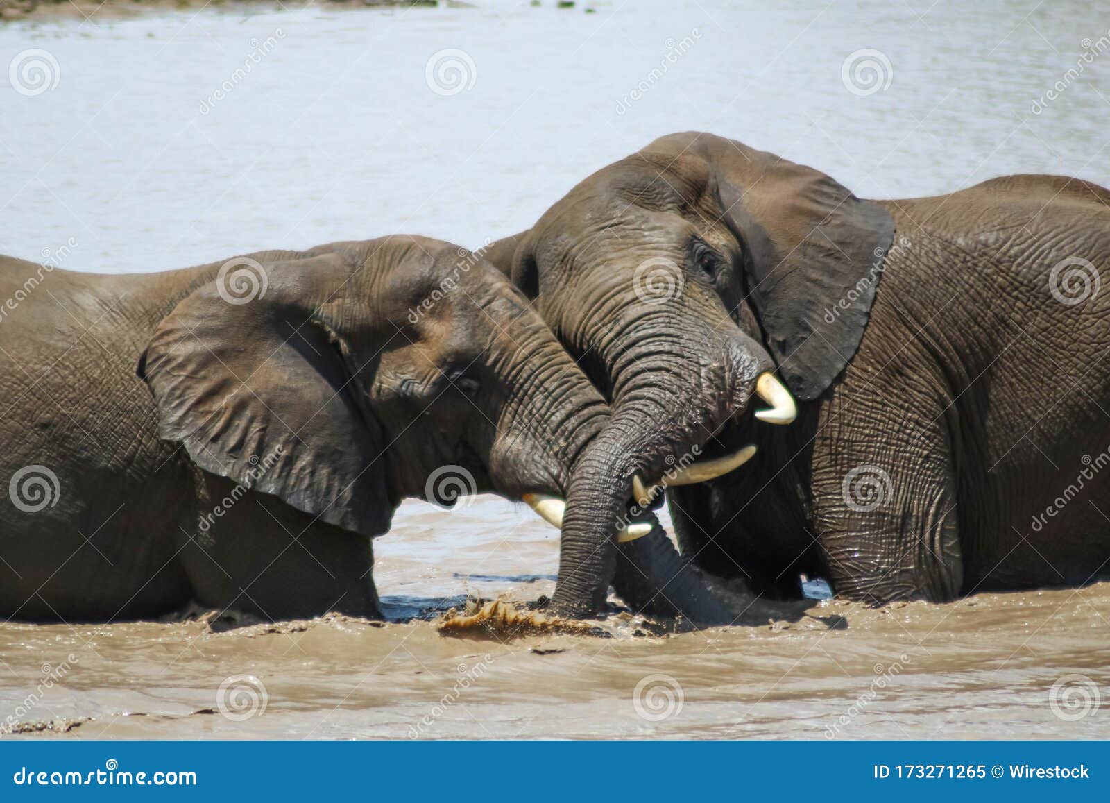 Elephants Hugging Each Other in a River Surrounded by Greenery Under ...