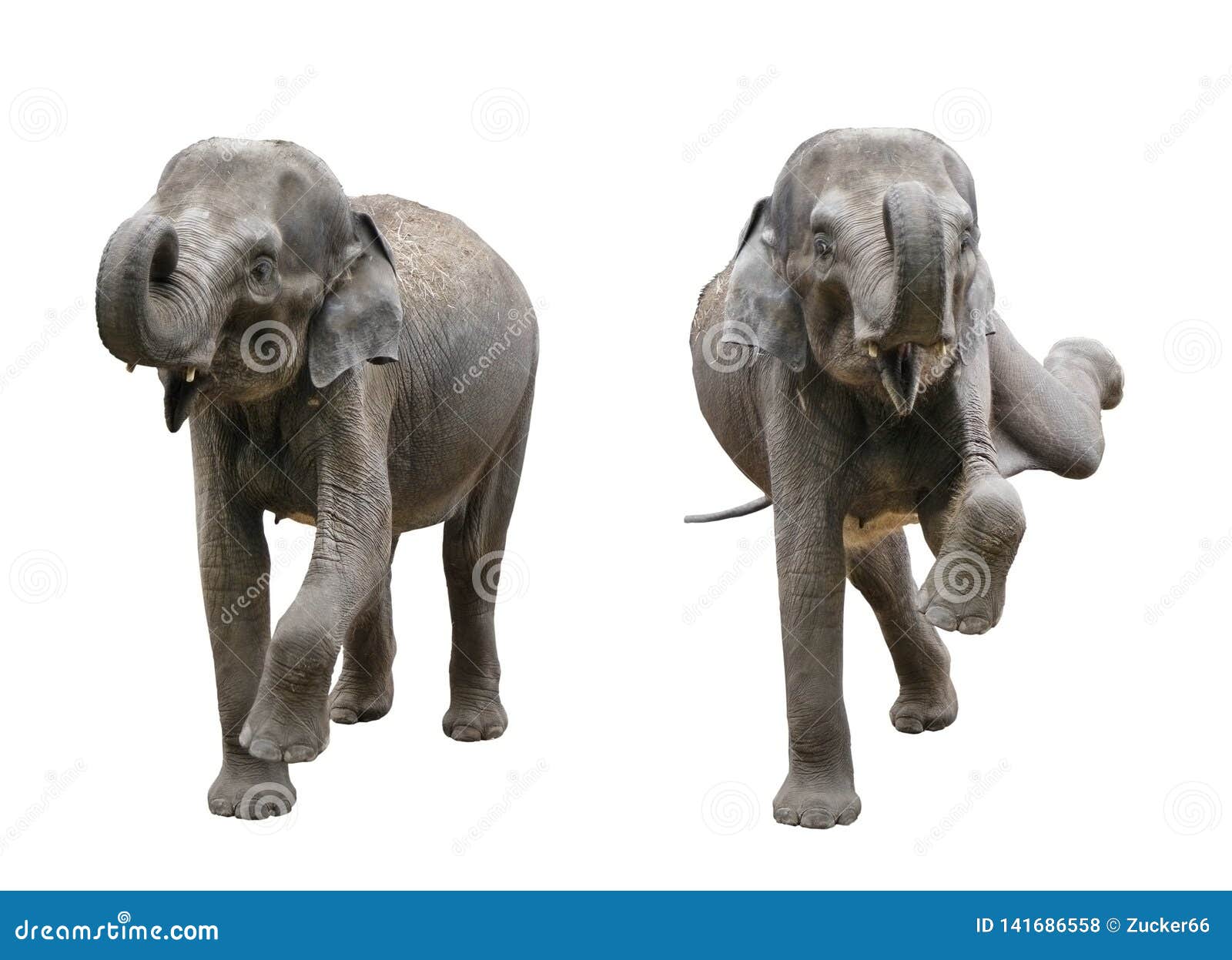 Elephants on an Isolated White Background Stock Photo - Image of ...