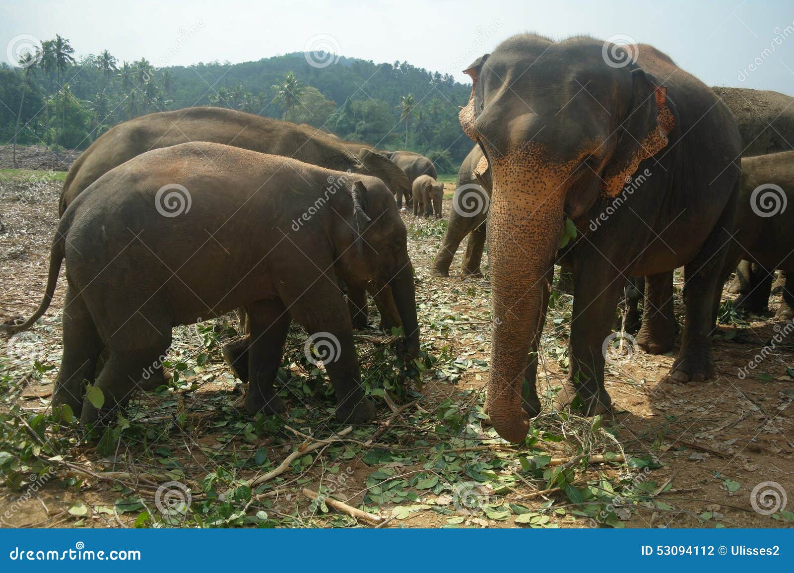 Elephants in Kandy, Sri Lanka Stock Photo - Image of udawalawe, food ...