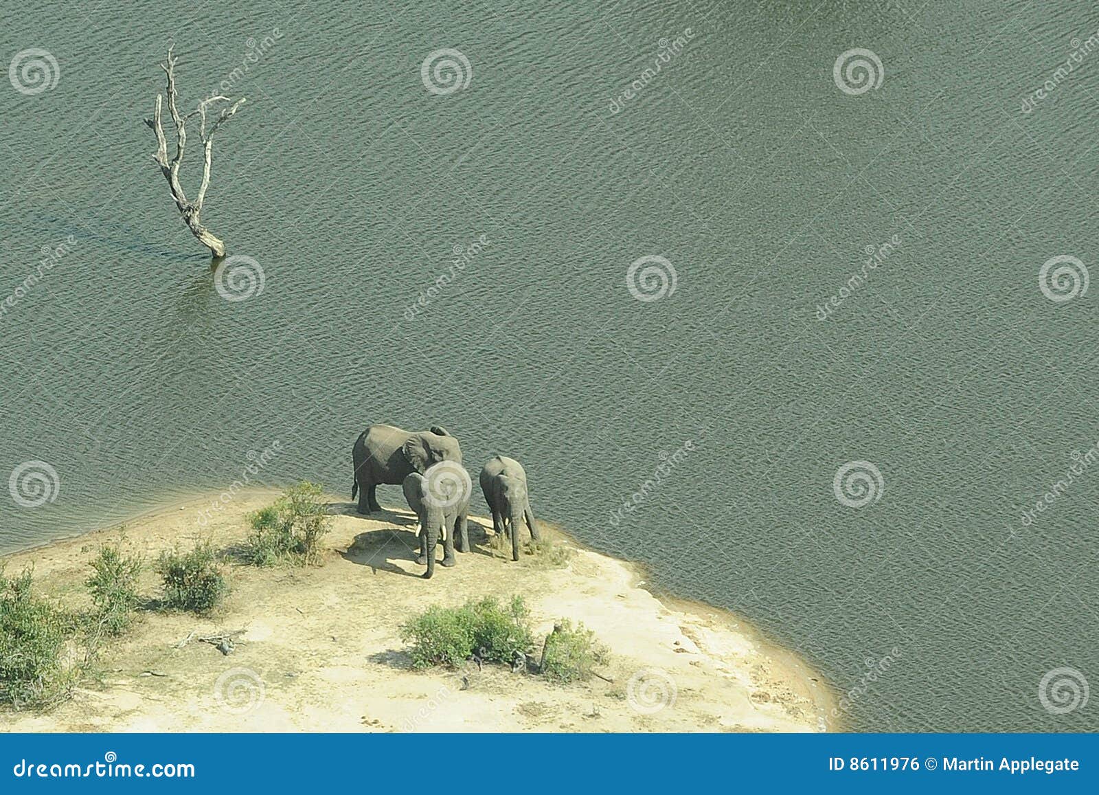 Elephants by lake stock photo. Image of shore, group, aerial - 8611976