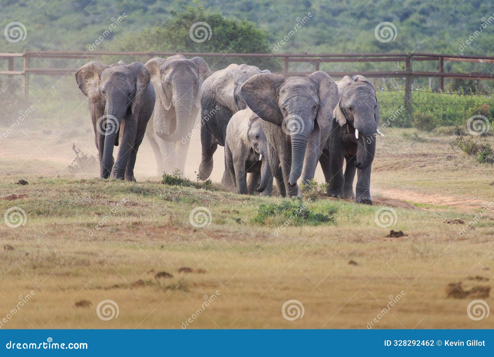 Group of elephants running stock photo. Image of group - 328292462