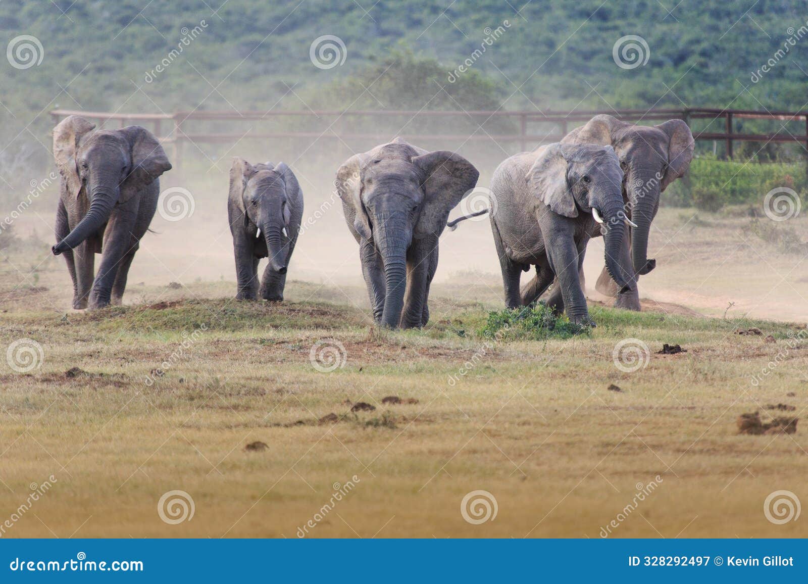 Group of elephants running stock image. Image of africa - 328292497
