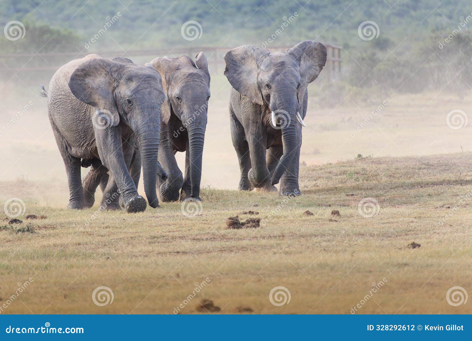Group of elephants running stock photo. Image of nature - 328292612