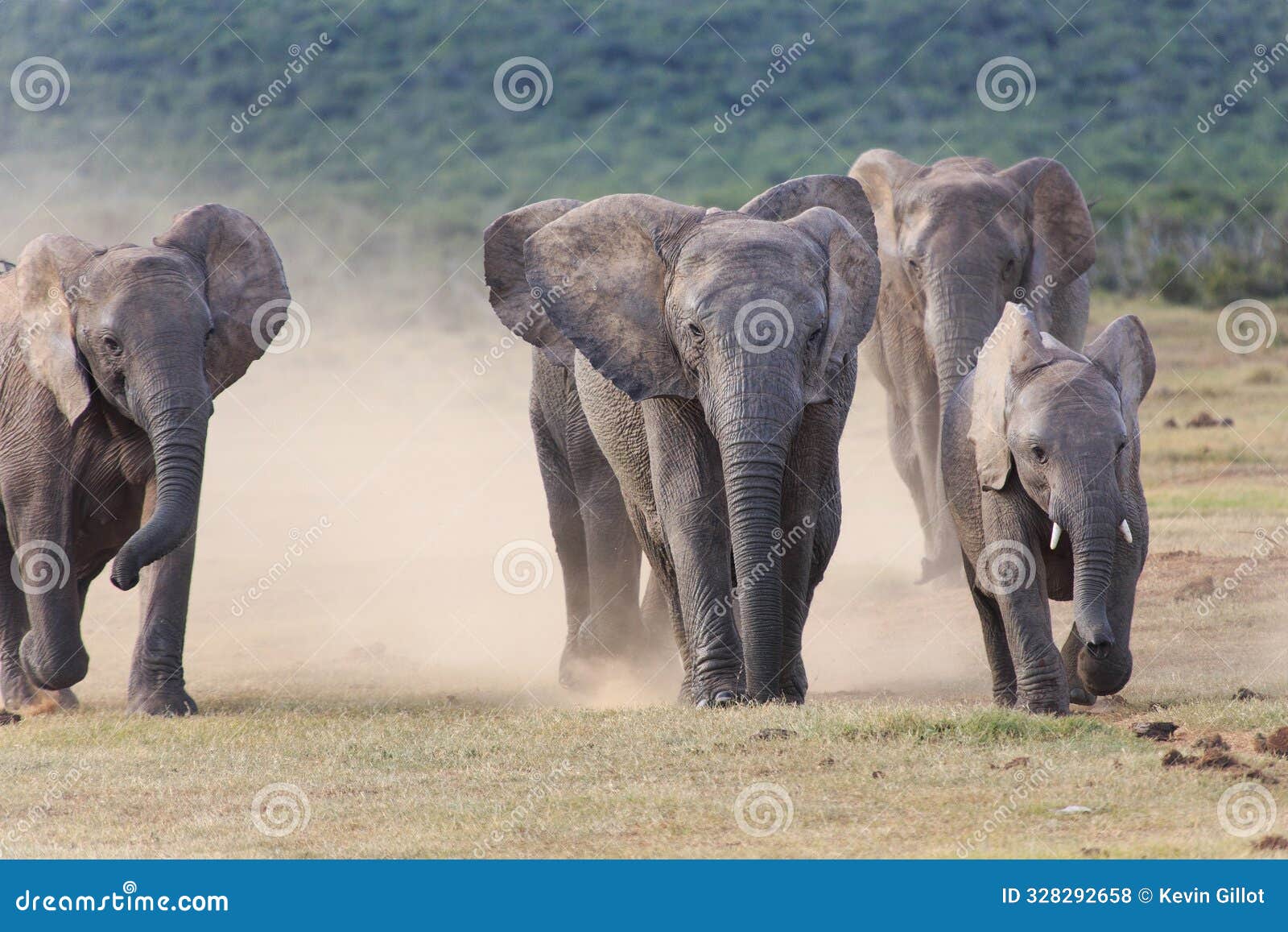 Group of elephants running stock photo. Image of safari - 328292658