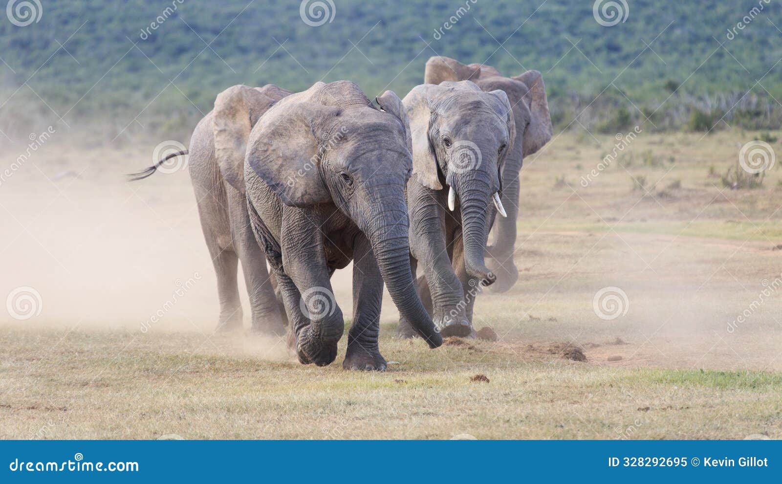 Group of elephants running stock image. Image of grey - 328292695