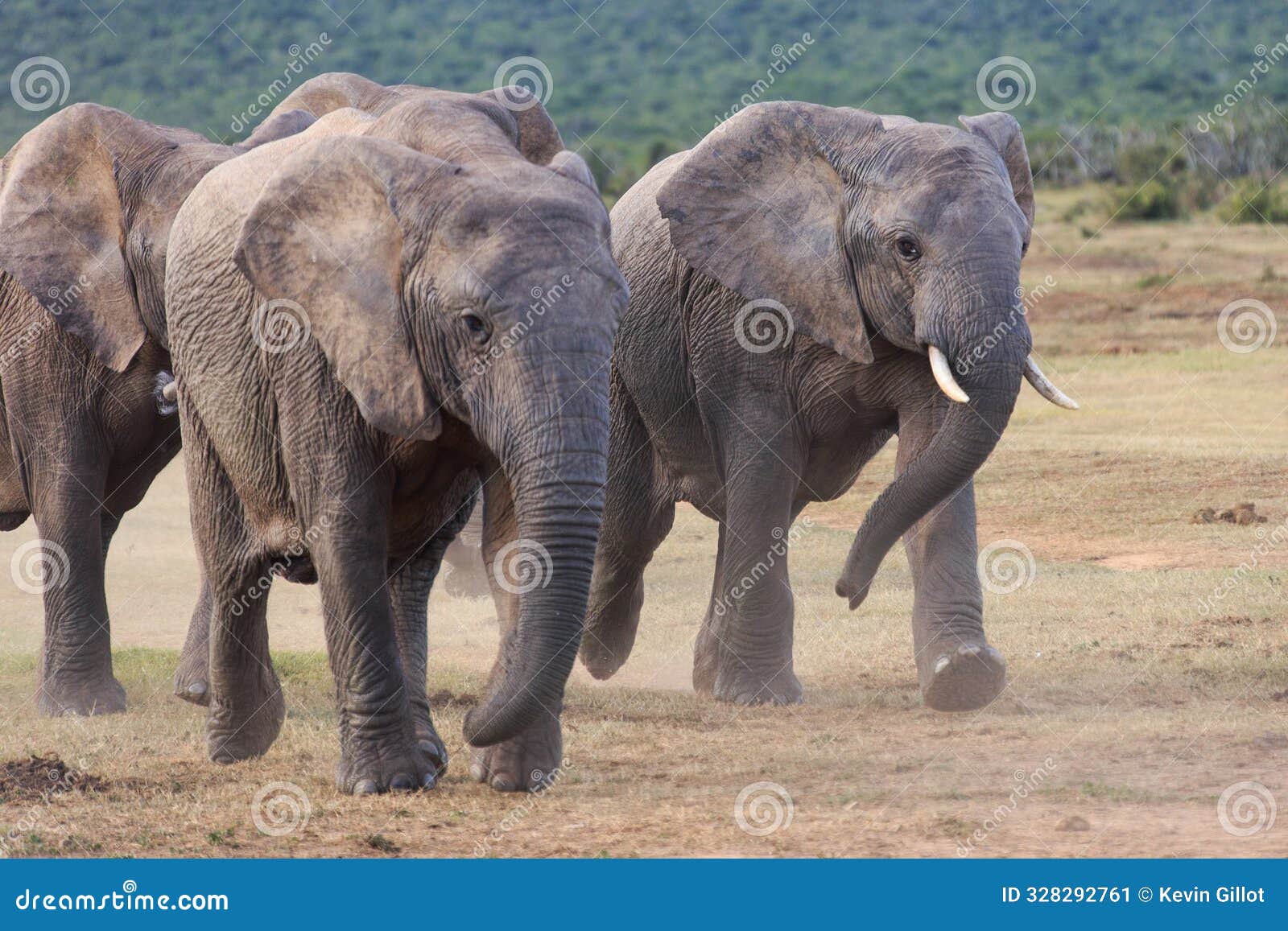 Group of elephants running stock image. Image of safari - 328292761