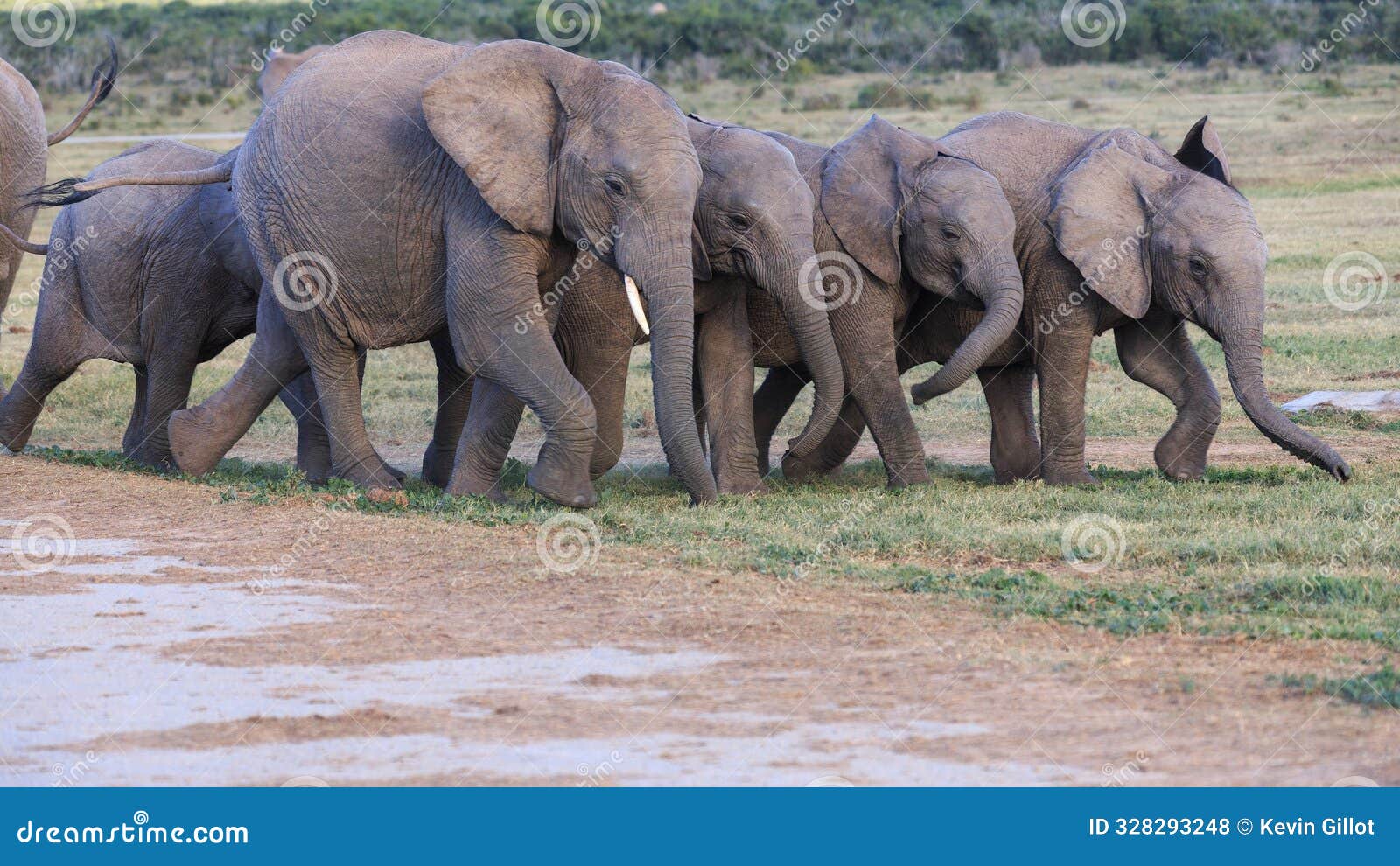 Group of elephants stock photo. Image of terrestrial - 328293248